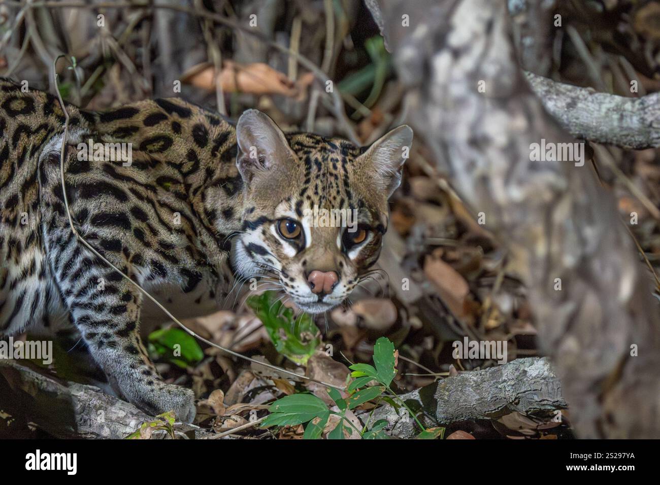 Ocelot close up face portrait hi-res stock photography and images - Alamy