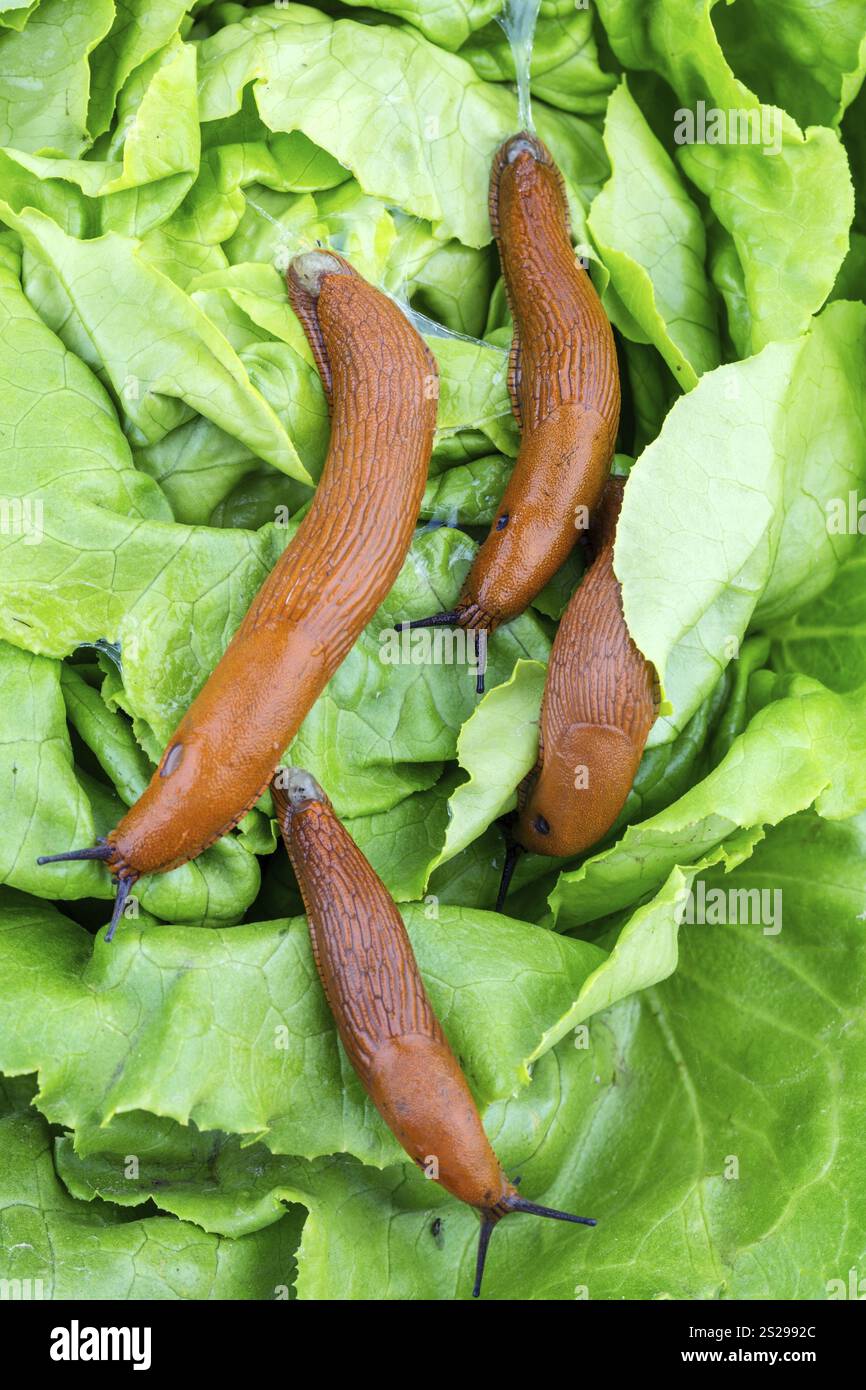 A slug in the garden eats a lettuce leaf. Snail plague in the garden ...