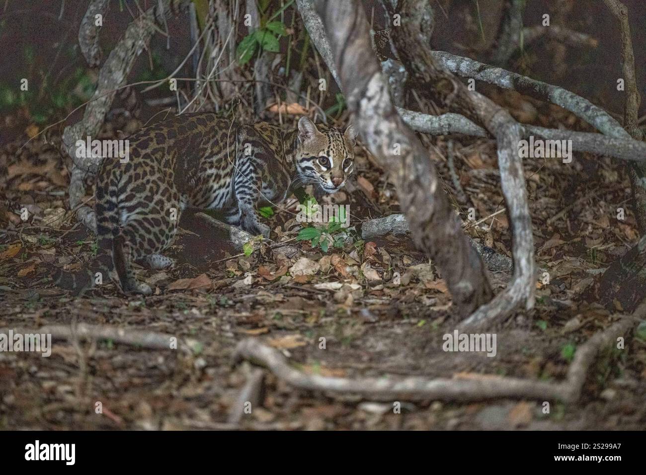 Ocelot walking around the base of a tree at night Stock Photo - Alamy