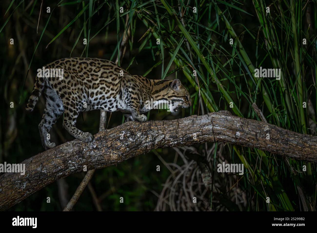 Ocelot displaying displeasure after spotting a fox on the ground below ...