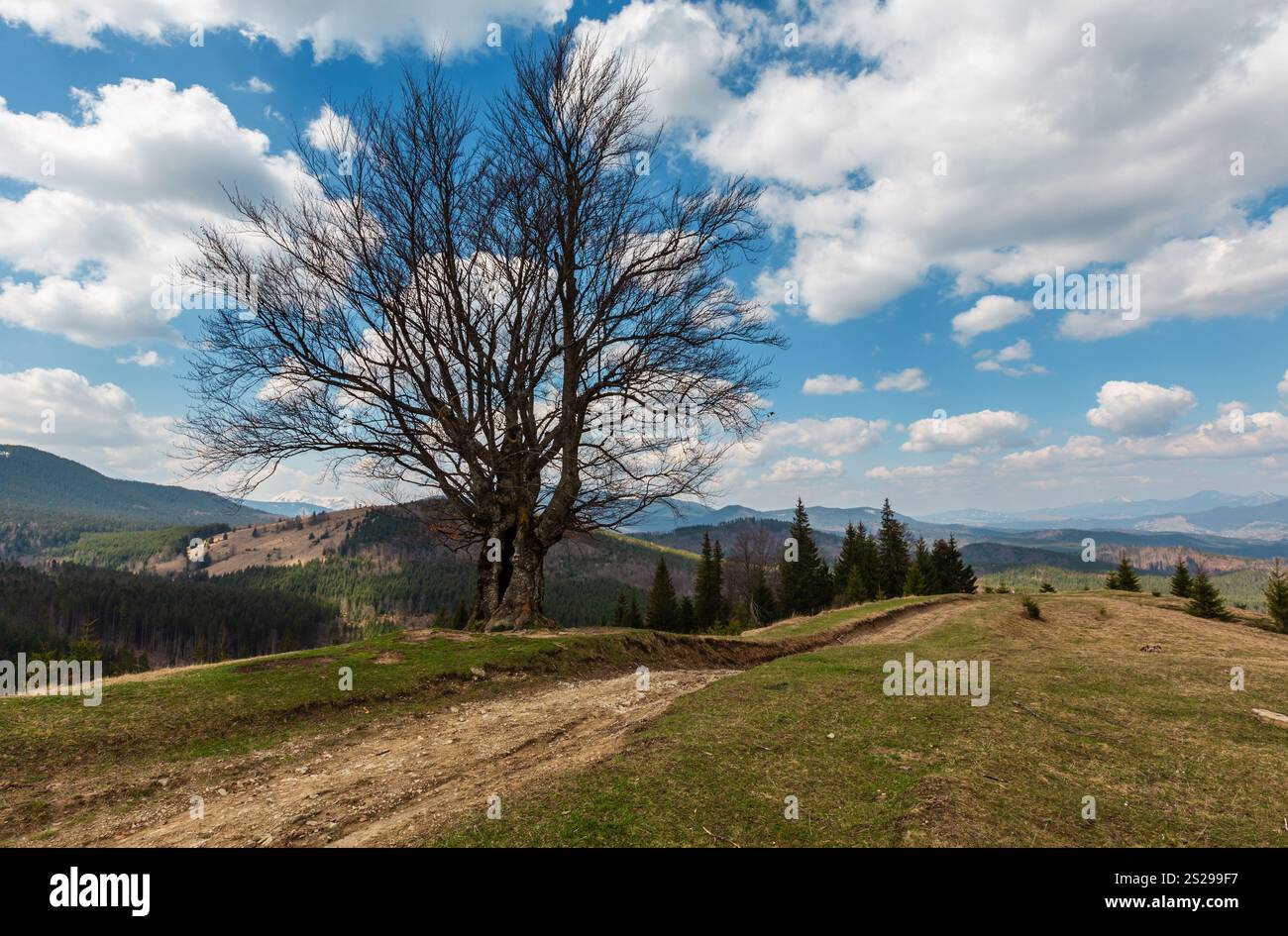 Big lonely leafless tree in spring mountains in cloudy weather. Old ...