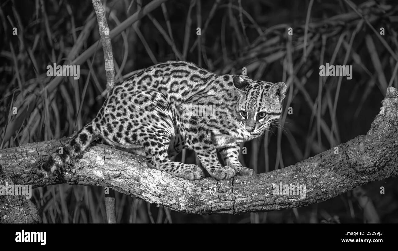 black and white image of a ocelot squatting on a thick tree branch in ...