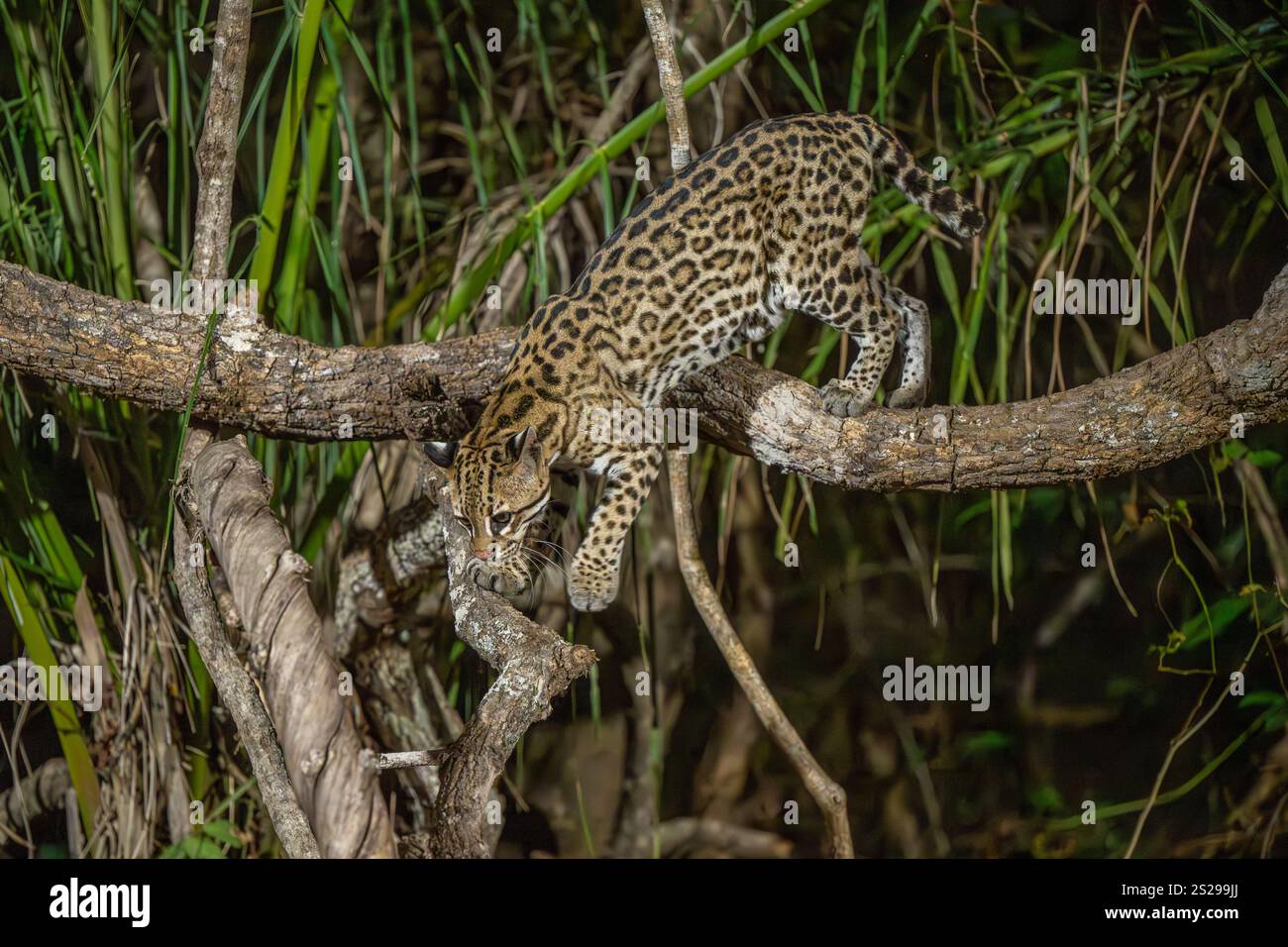 Ocelot climbing down from a thick tree branch Stock Photo - Alamy