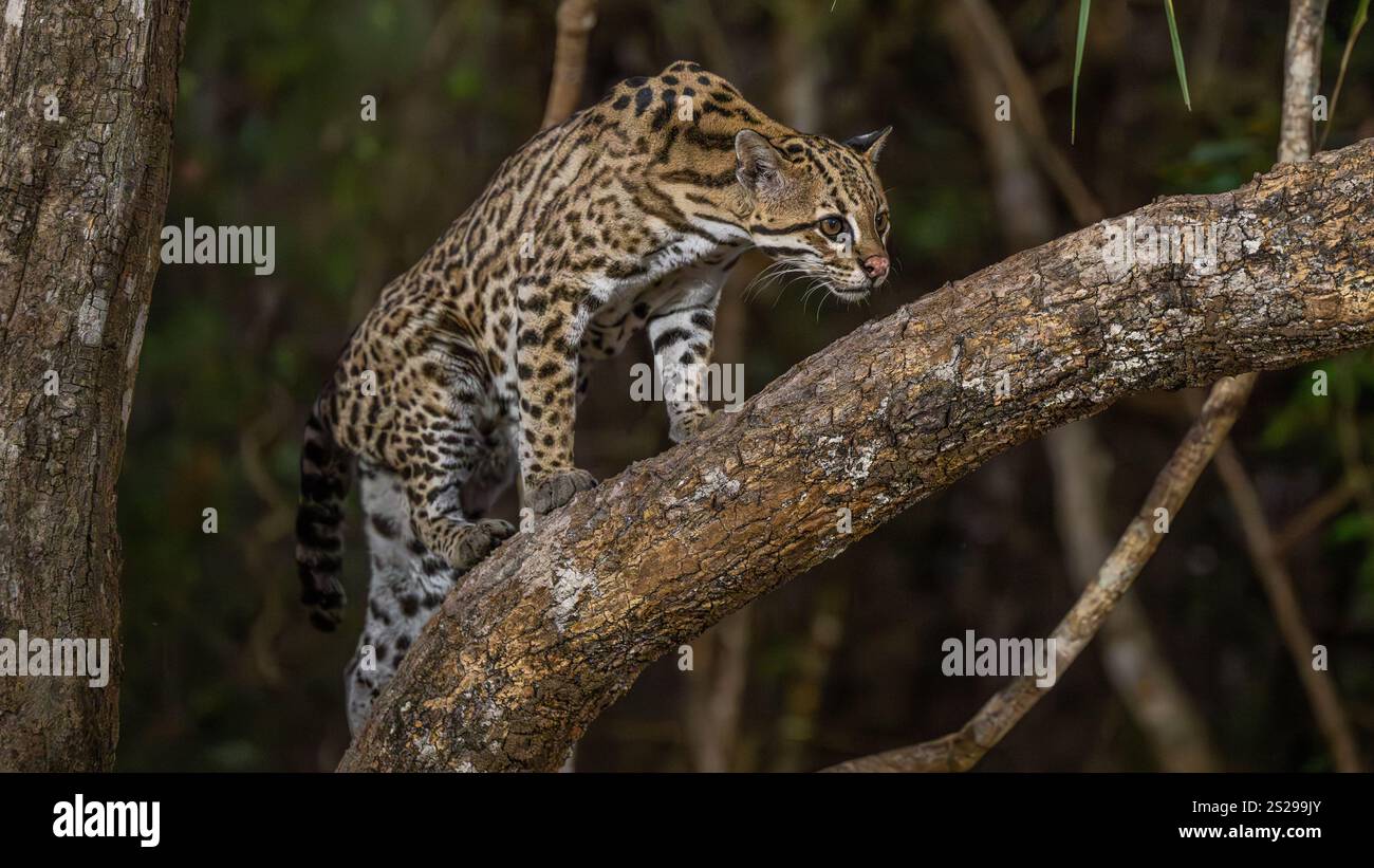 Ocelot climbing along a thick tree trunk in the Pantanal Stock Photo ...