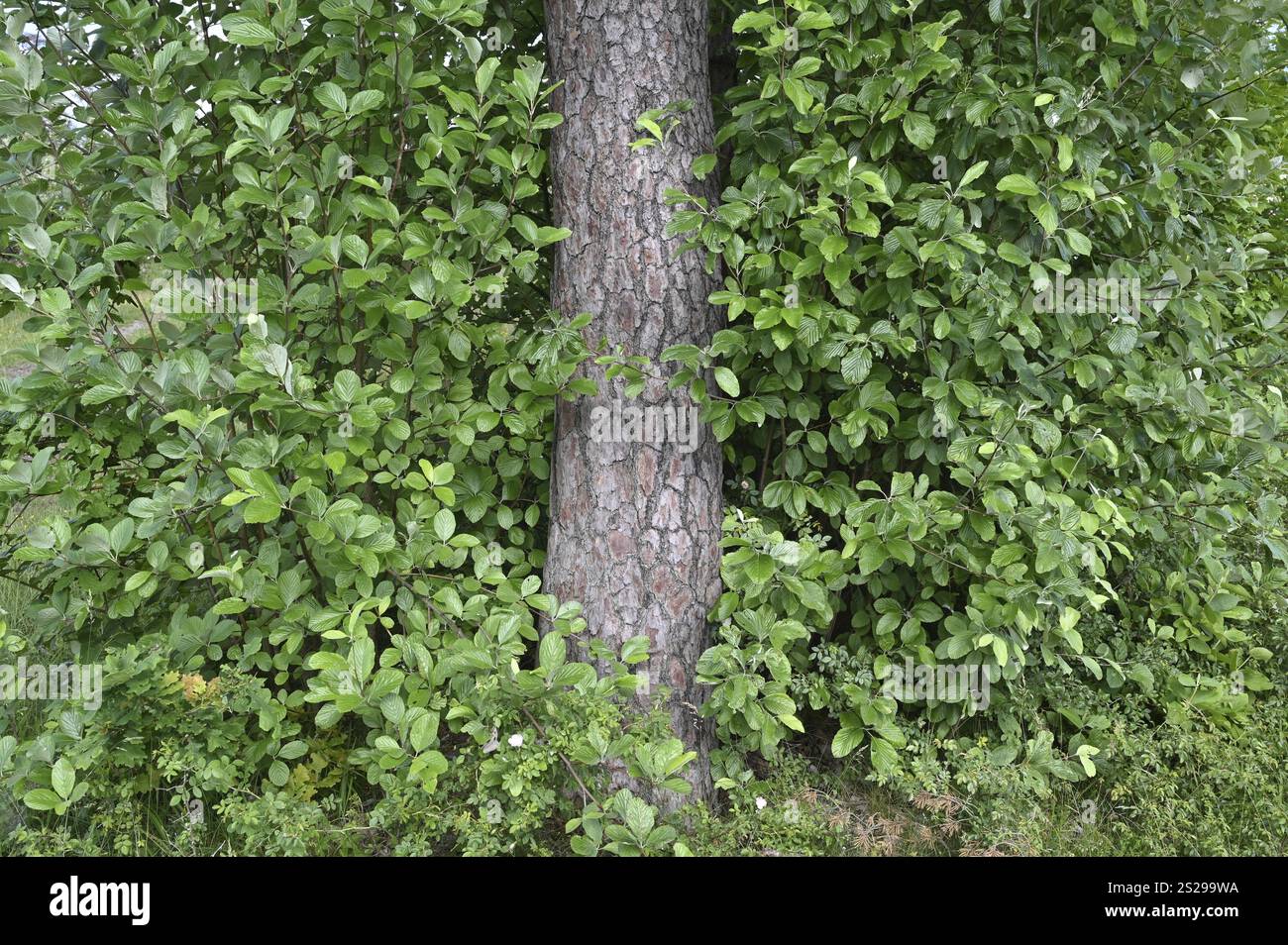 Newly sprouting rowan trees (Sorbus aria) next to pines (Pinus ...