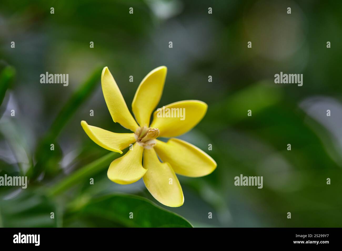 Close-up view of yellow Kedah Gardenia or Golden Gardenia flower Stock ...