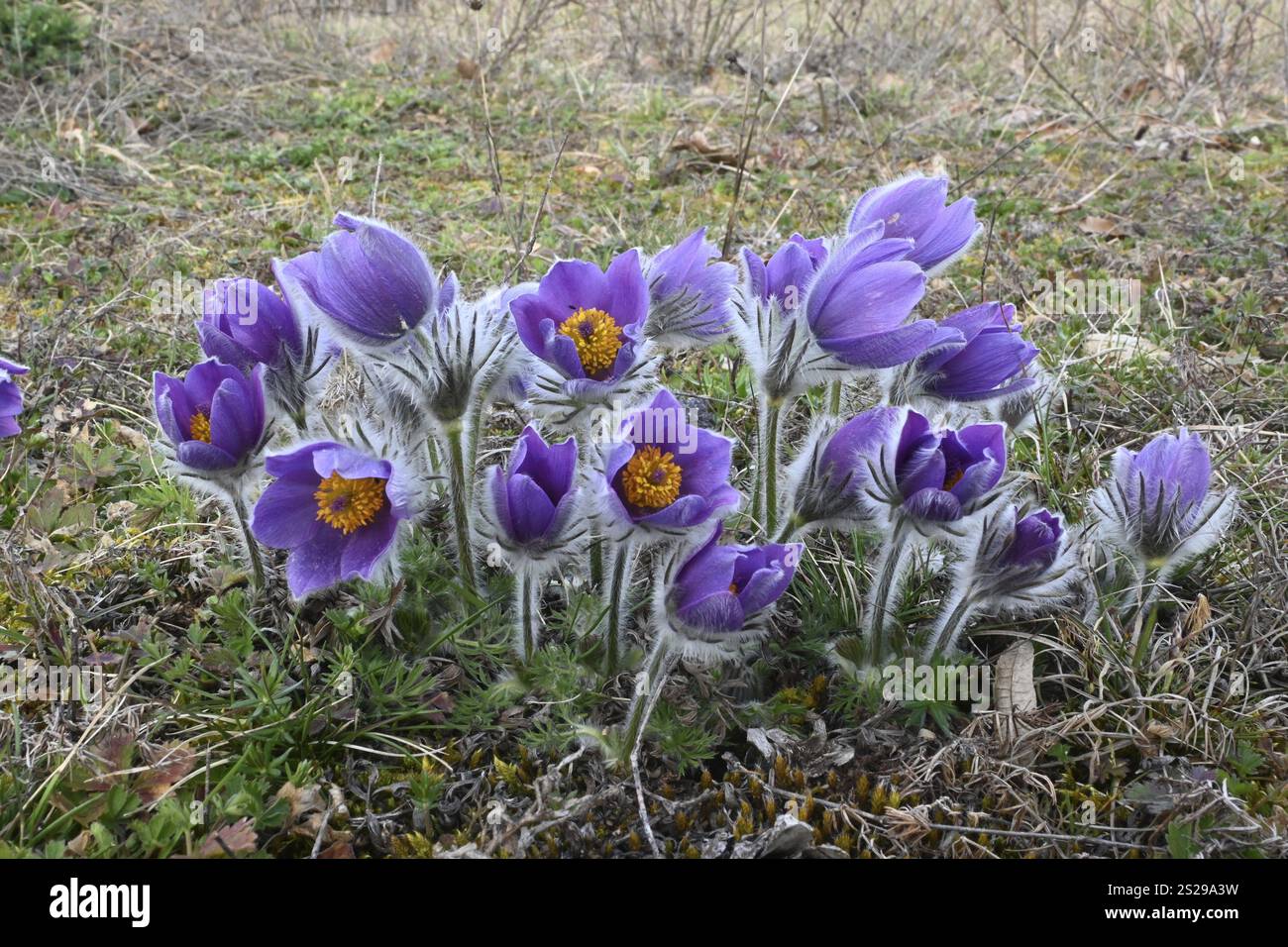 Pasque flower, Pasque flower (Pulsatilla vulgaris), buttercup plant ...