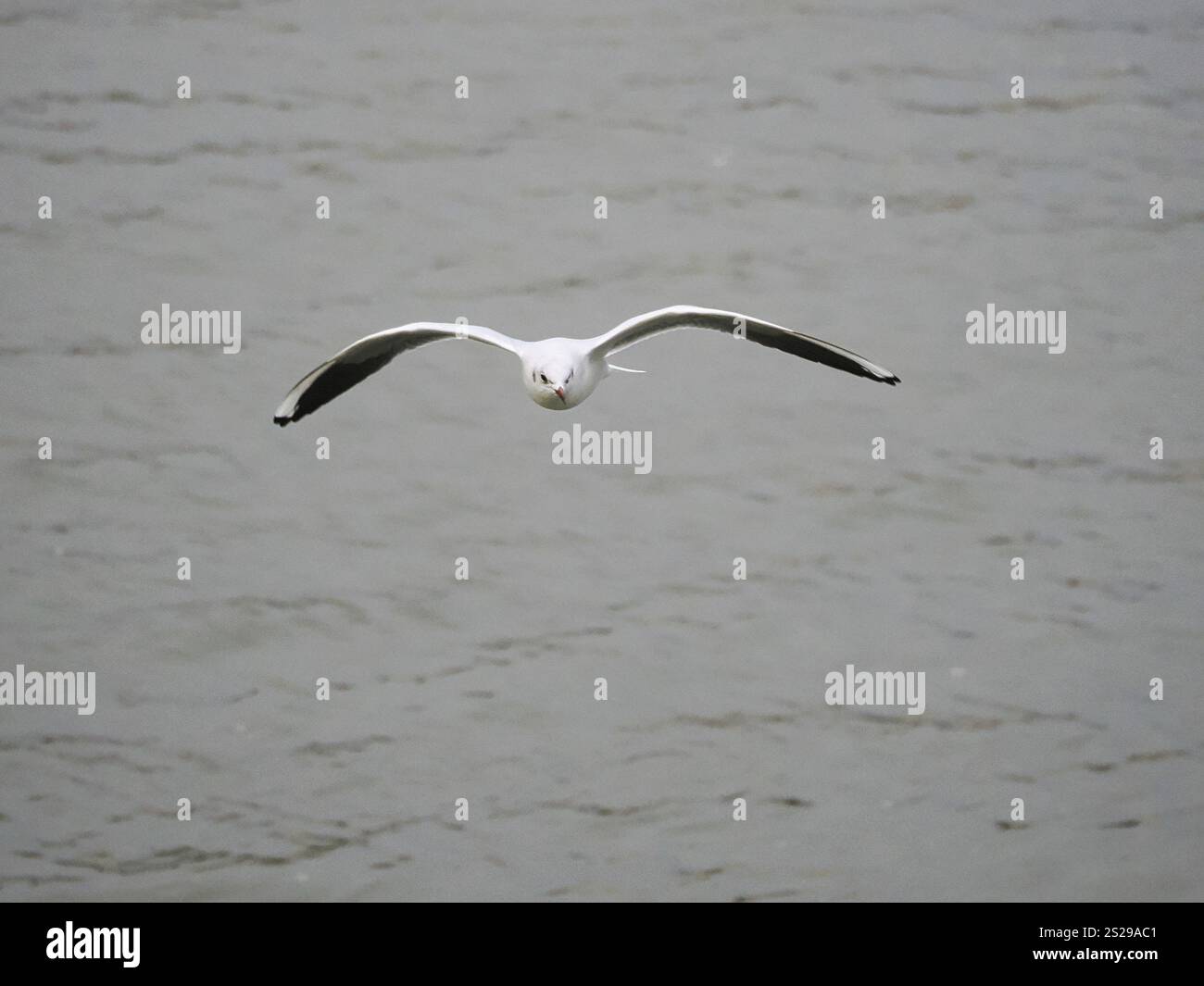 Flying seagull (Larinae) on the Rhine, blurred background, Cologne ...