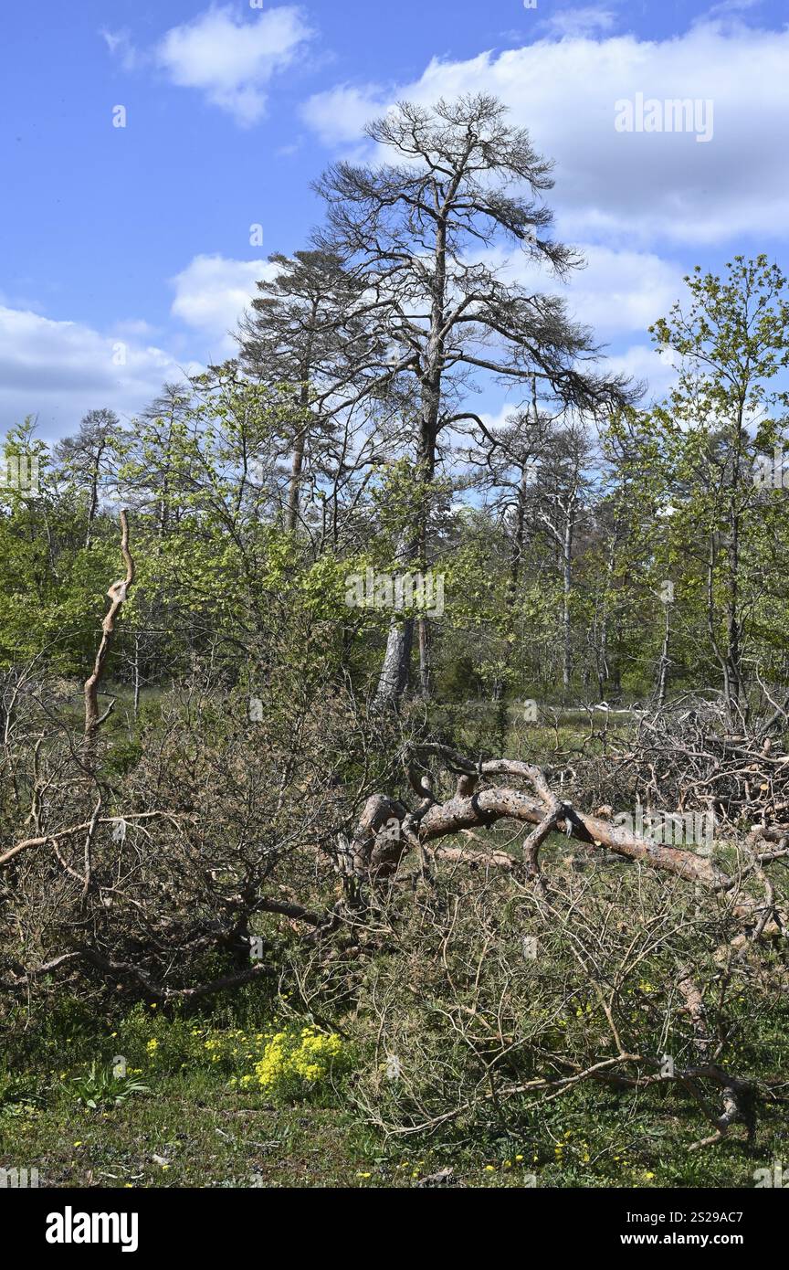 Dried trees, climate change, drought damage, Germany, Bavaria ...