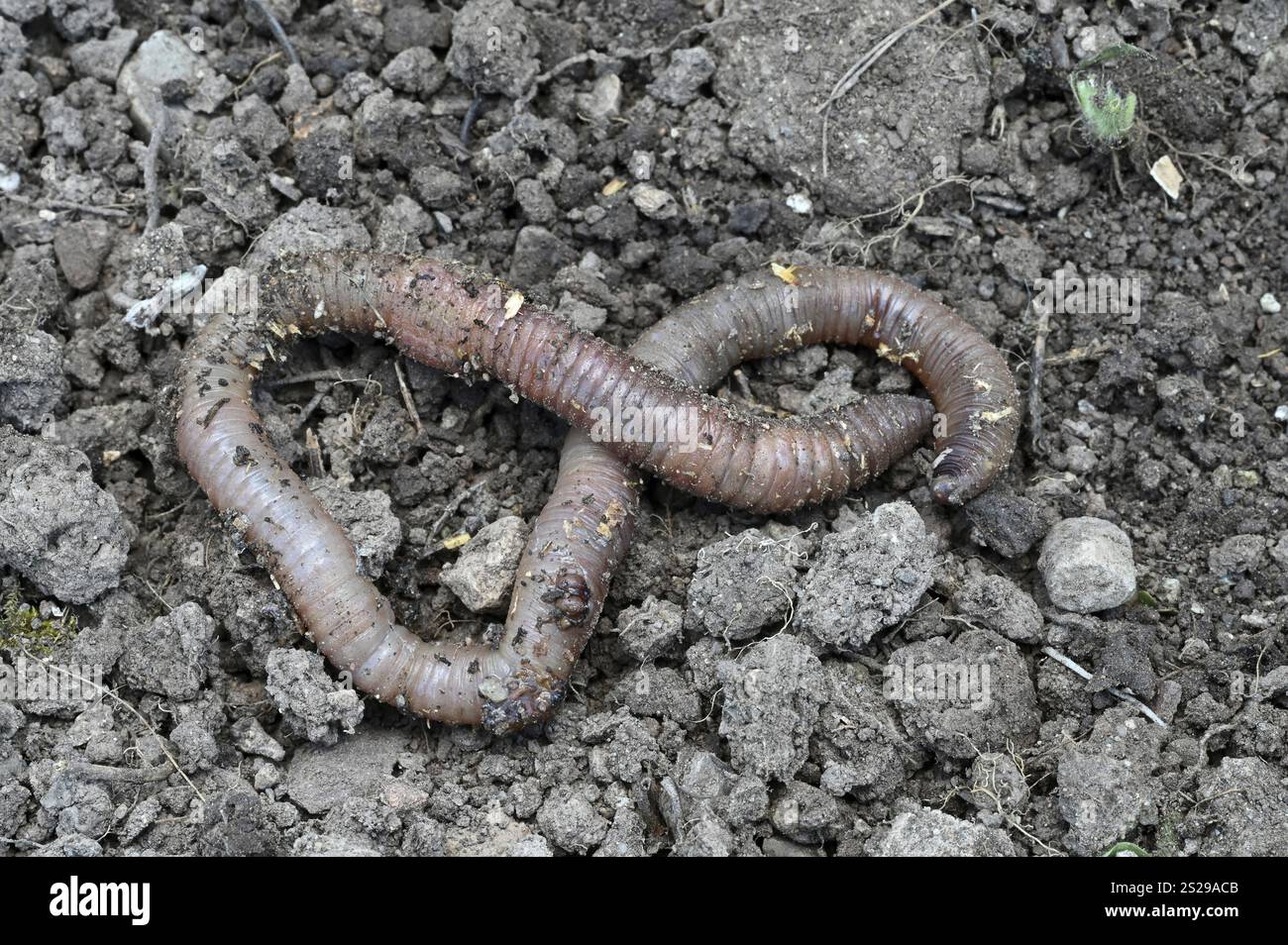 Dendrobaena hi-res stock photography and images - Alamy