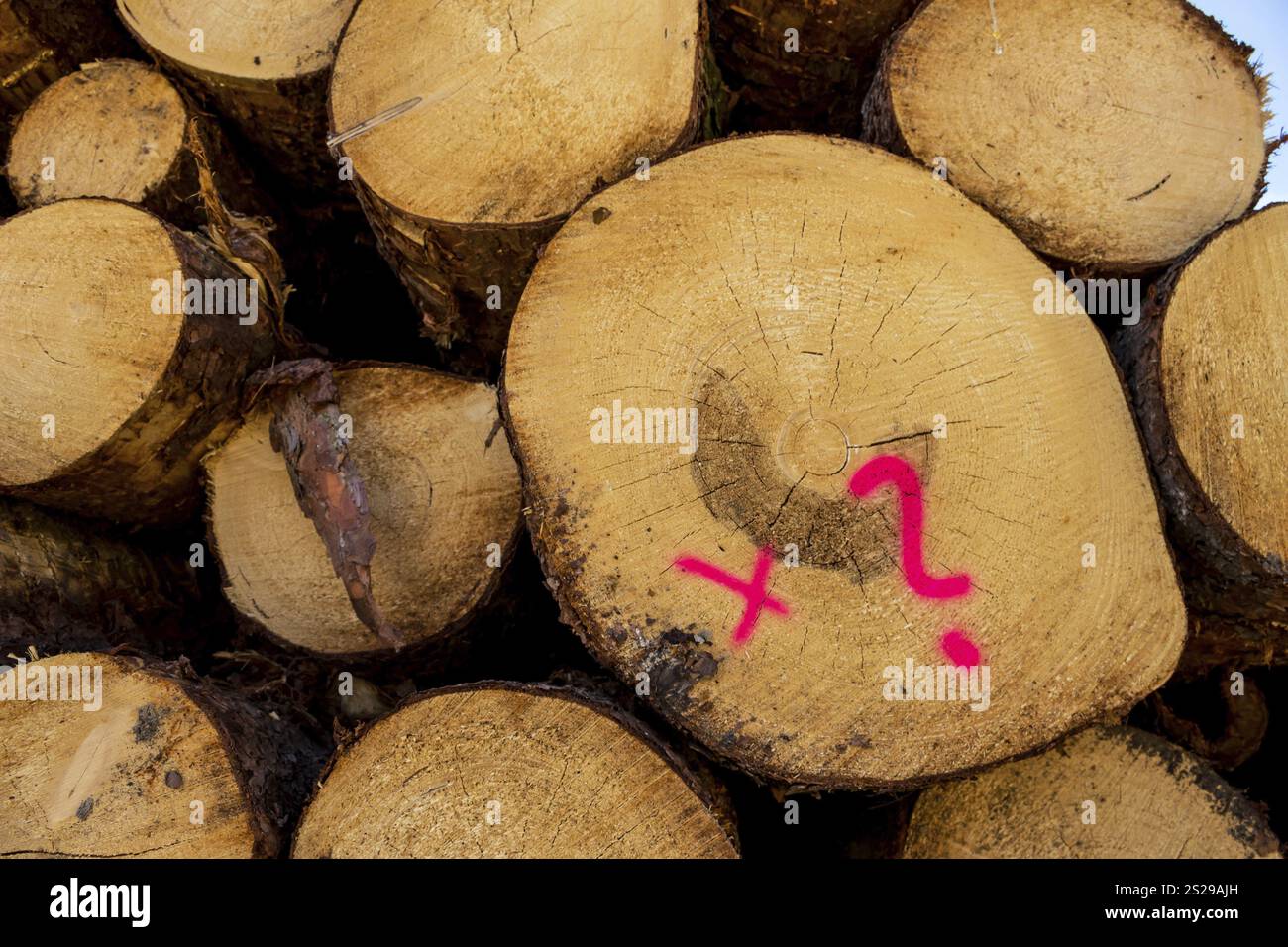 Trees in a forest were cut down during timber work. Natural, energy ...