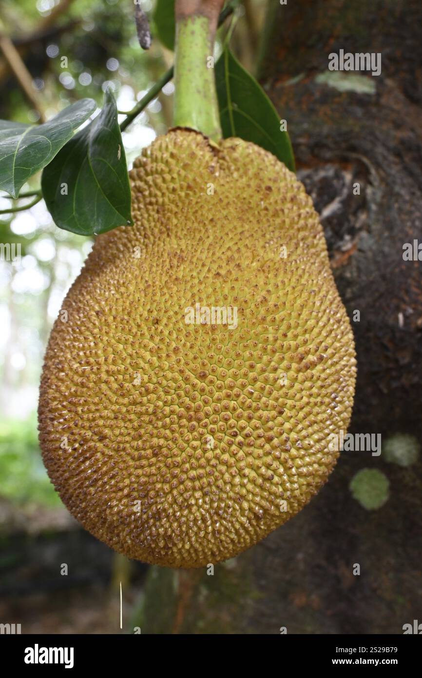 Jackfruit tree (Artocarpus heterophyllus), jackfruit, India, Kerala ...