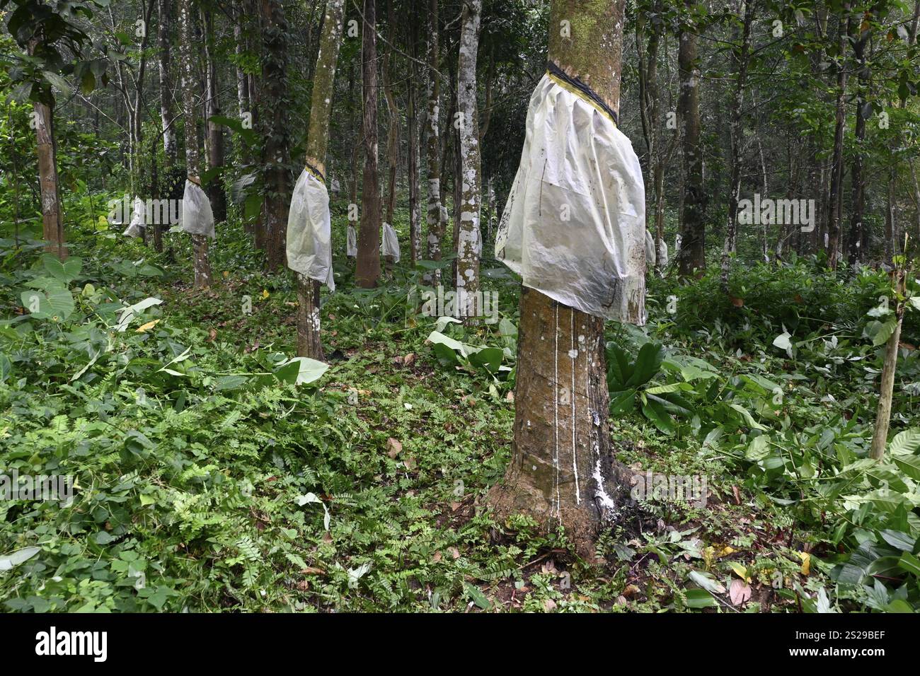 Rubber tree, Para rubber tree (Hevea brasiliensis), harvest, India ...