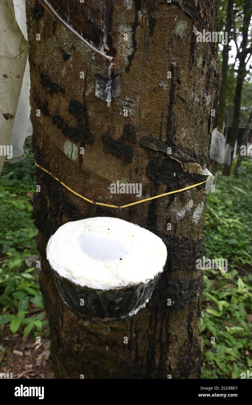 India rubber plant hi-res stock photography and images - Alamy