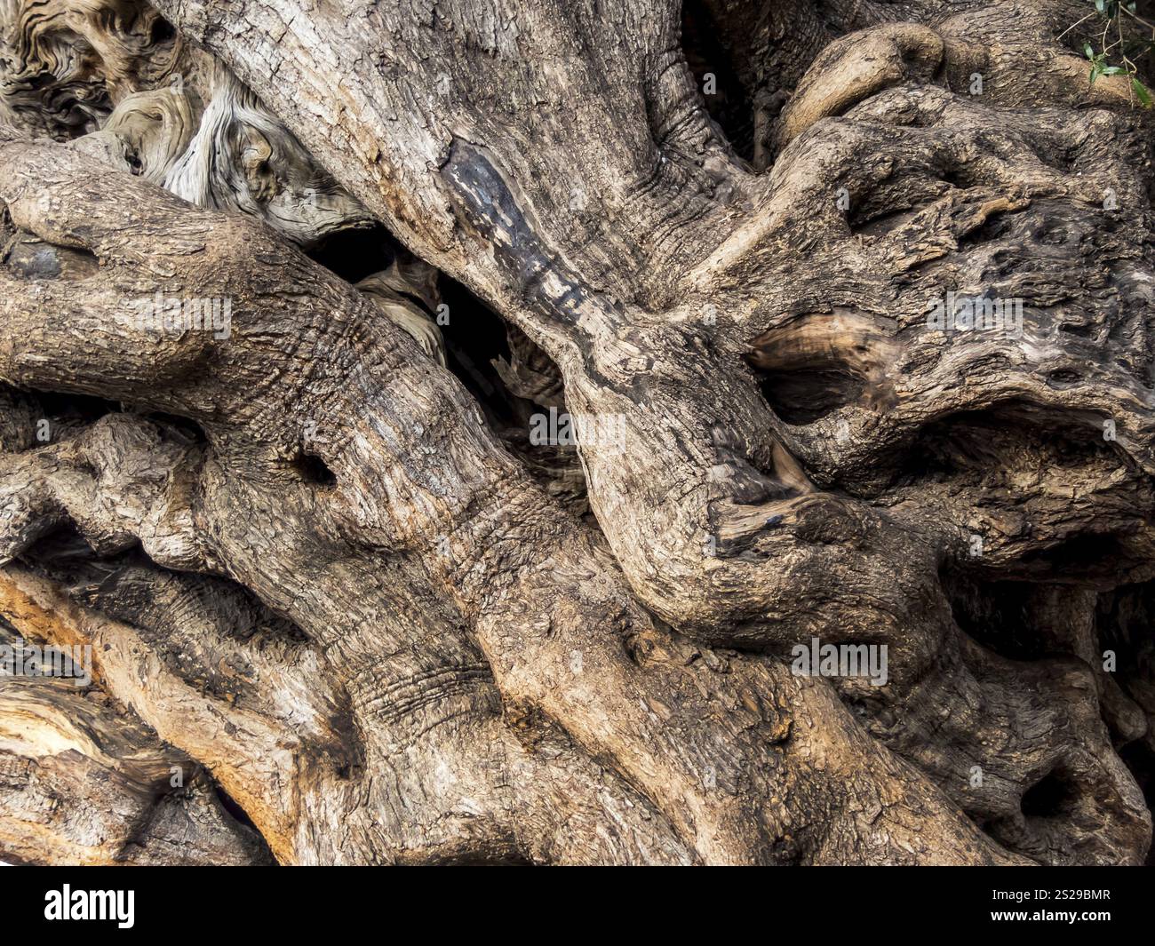 The trunk of a very old olive tree in Palma, Majorca, Spain Austria ...