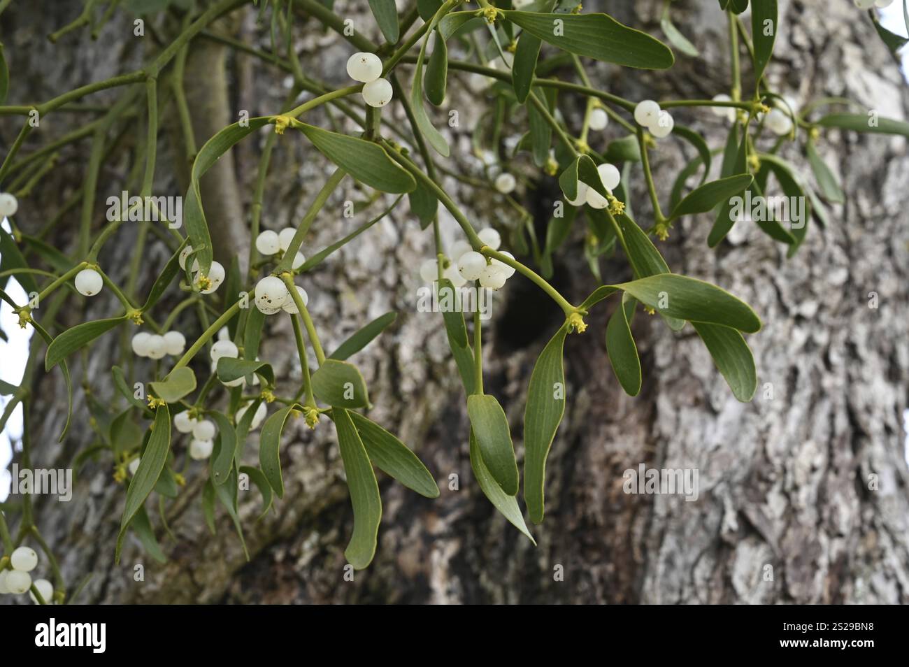 European mistletoe (Viscum album), Germany, Bavaria, Lower Franconia ...