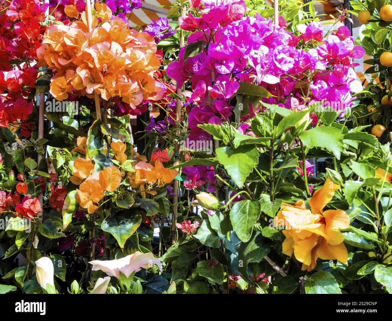Different types of flowers at a flower market. Beauty of nature Austria ...