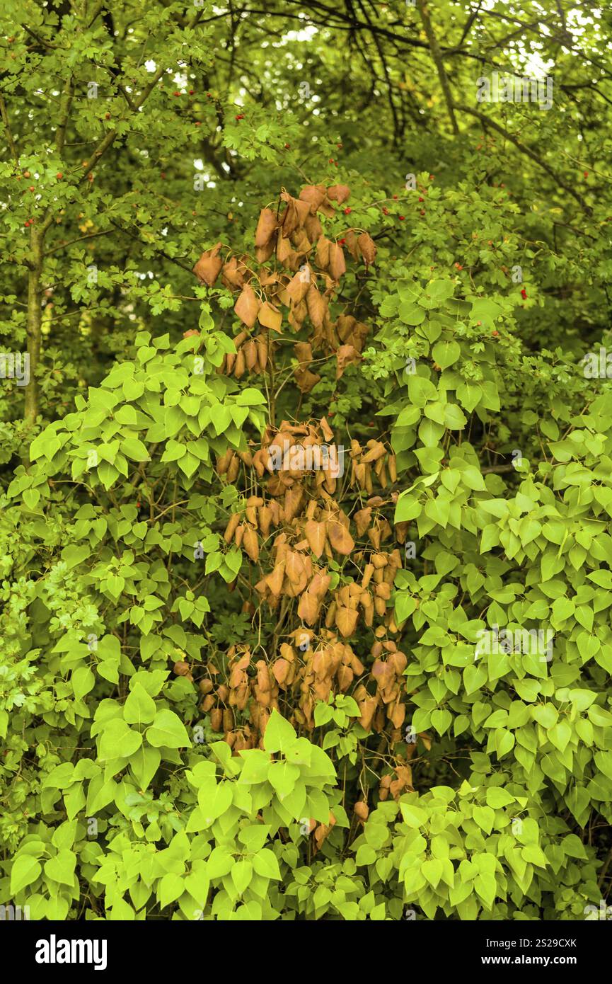 A broken or withered branch in a shrub. Symbolic photo for ...