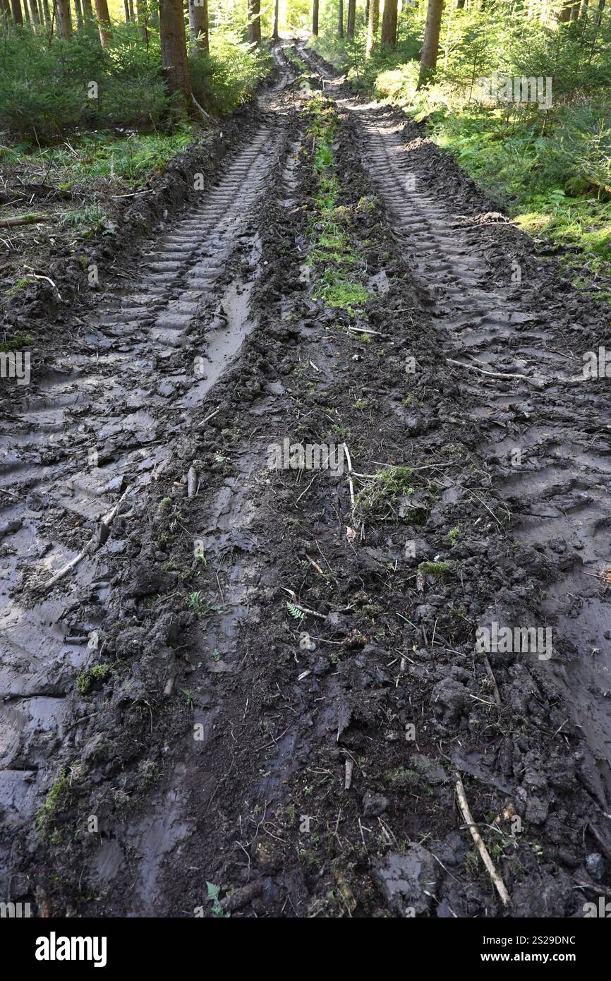 Harvest tracks in the forest, soil compaction, full harvester Stock ...