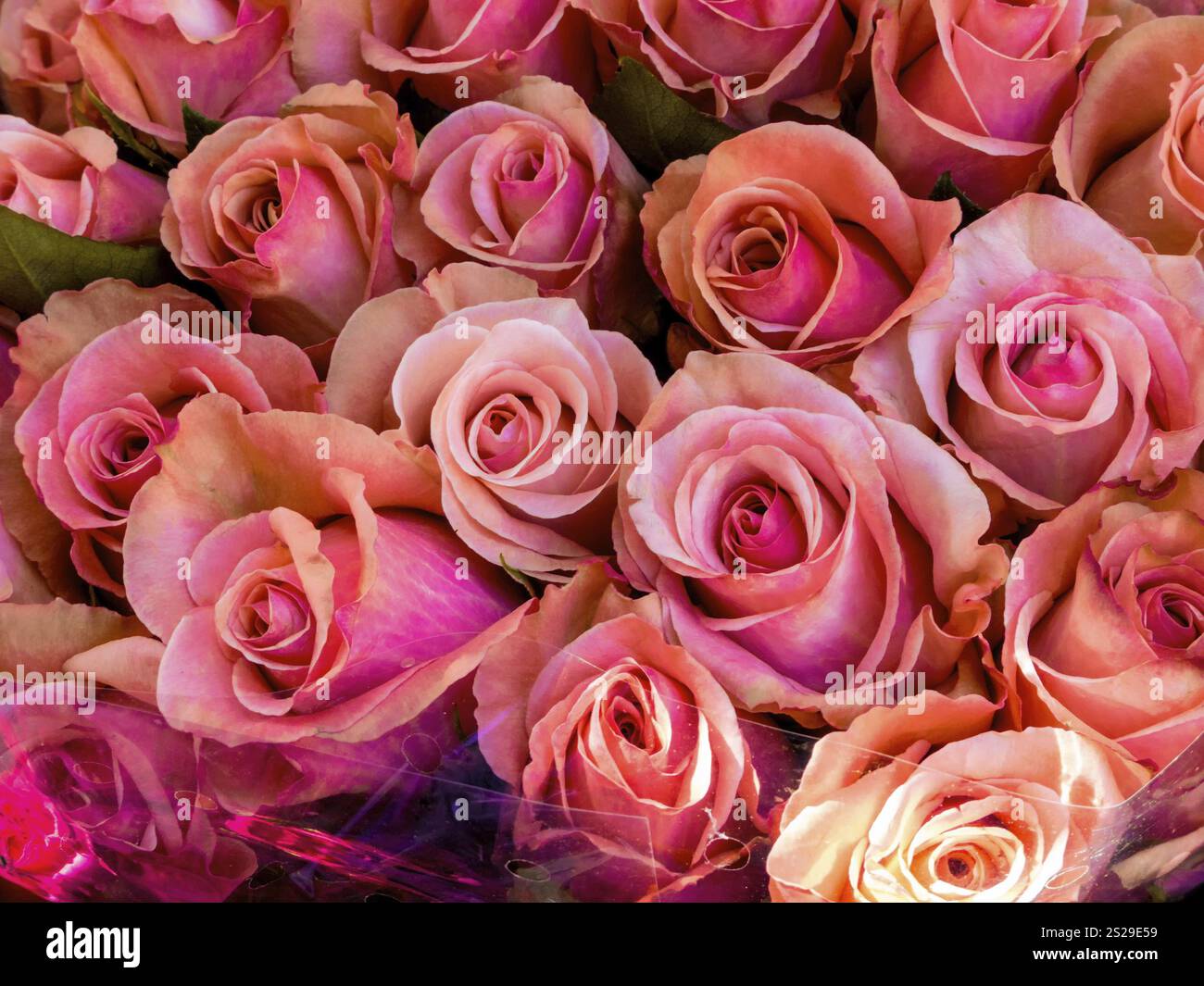 Many pink roses at flower market wait for buyer hi-res stock ...
