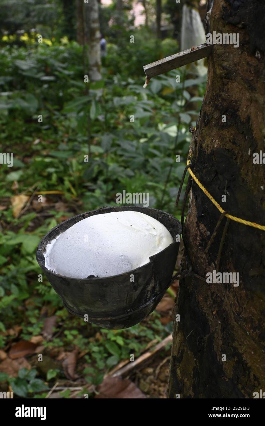 Rubber tree, Para rubber tree (Hevea brasiliensis), harvest, India ...