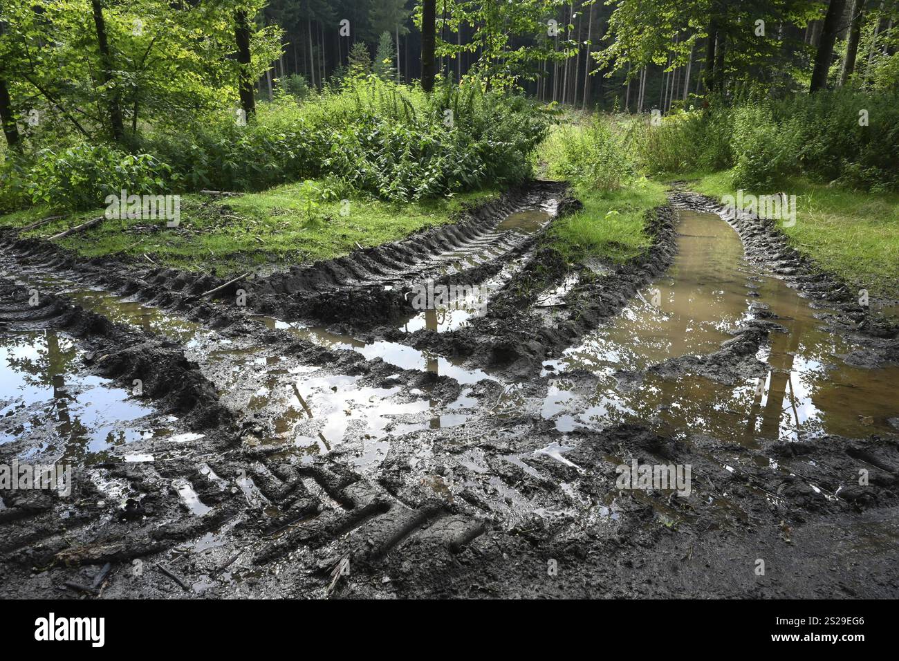 Harvest tracks in the forest, soil compaction, full harvester Stock ...