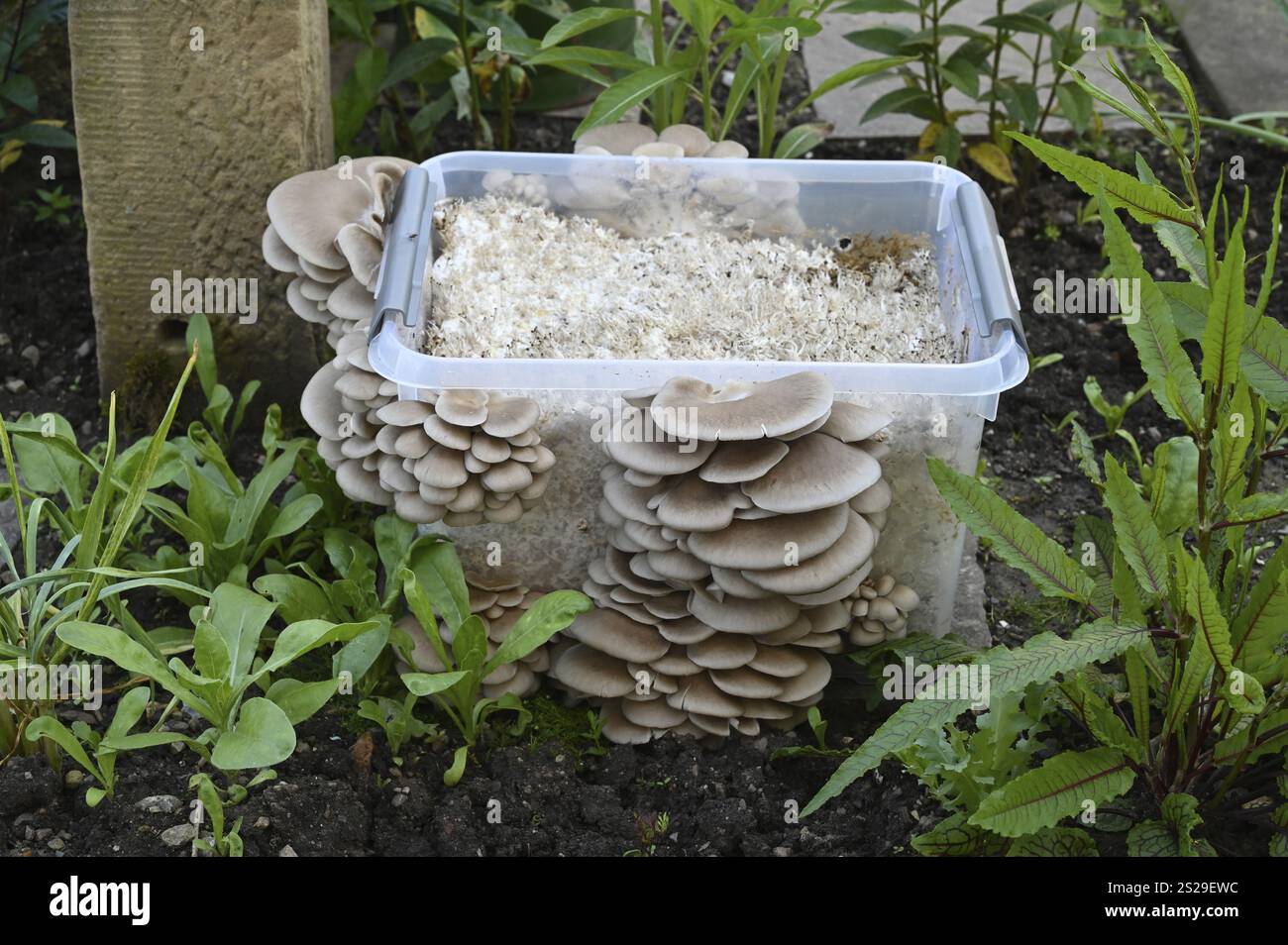 Oyster mushroom (Pleurotus ostreatus), cultivated mushroom, edible ...