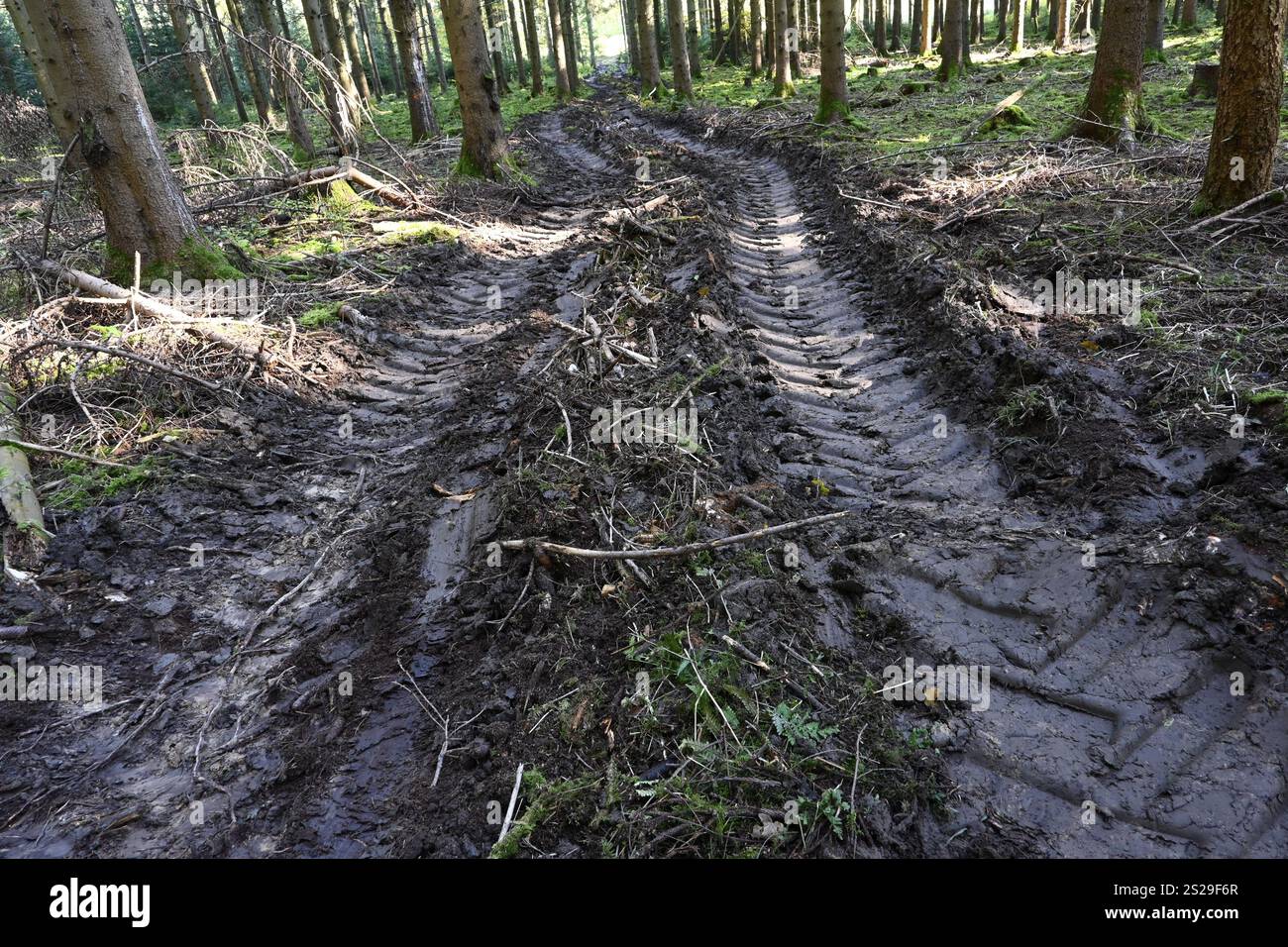 Harvest tracks in the forest, soil compaction, full harvester Stock ...