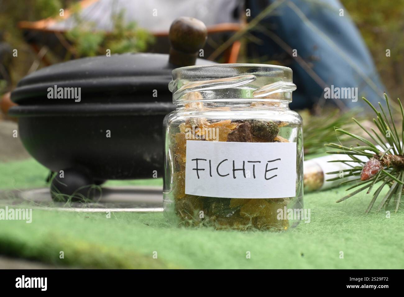 Spruce cone resin, European spruce (Picea abies Stock Photo - Alamy