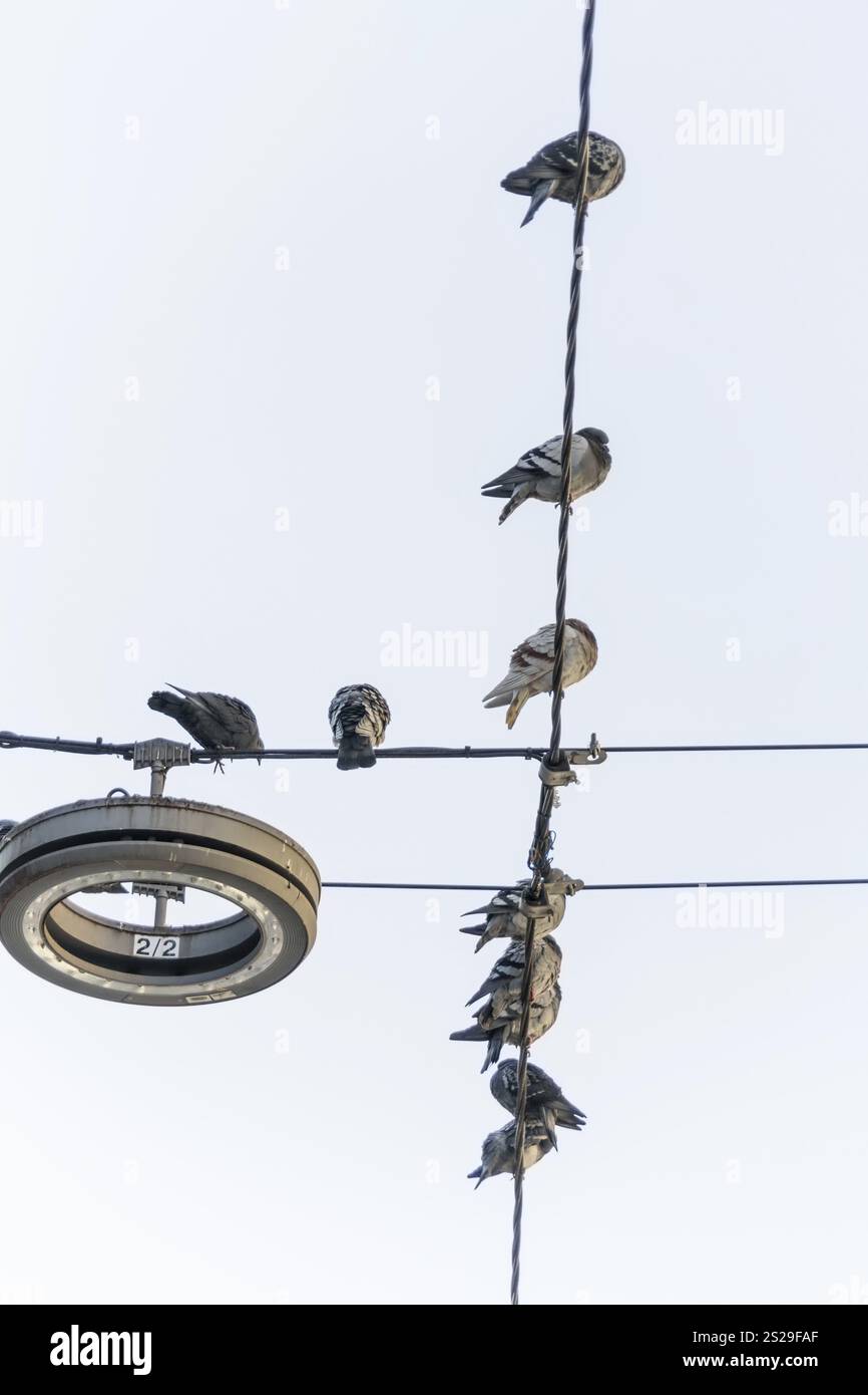 Birds on power line, surveillance camera Stock Photo - Alamy