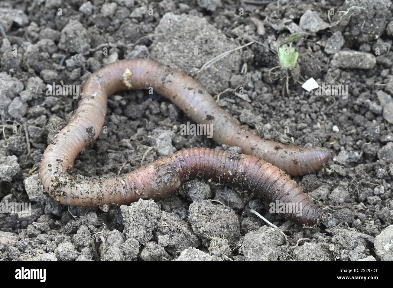 Earthworm, Dendrobaena worm Stock Photo - Alamy