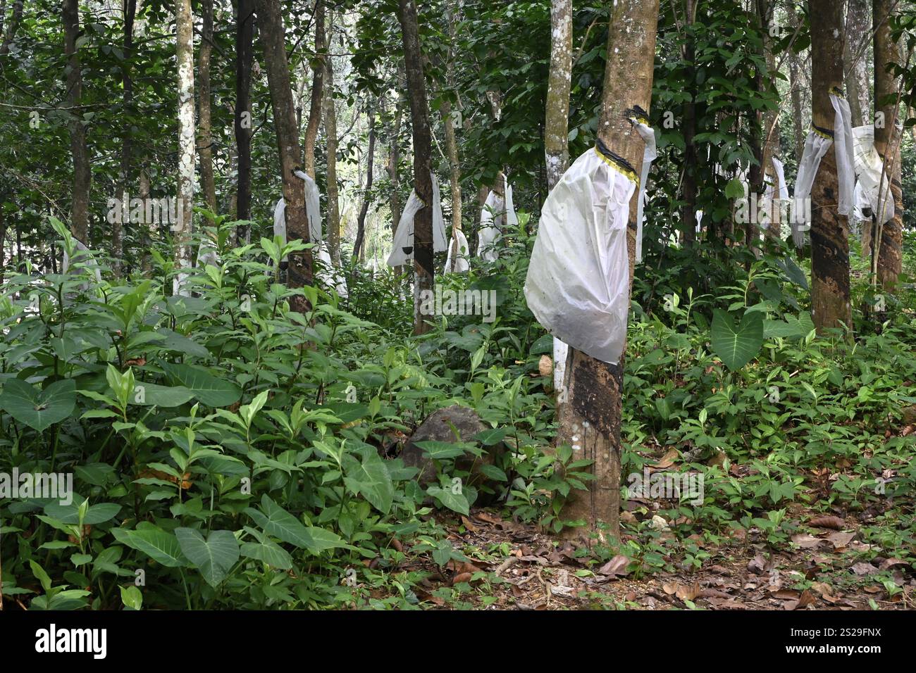 Rubber tree, Para rubber tree (Hevea brasiliensis), harvest, India ...