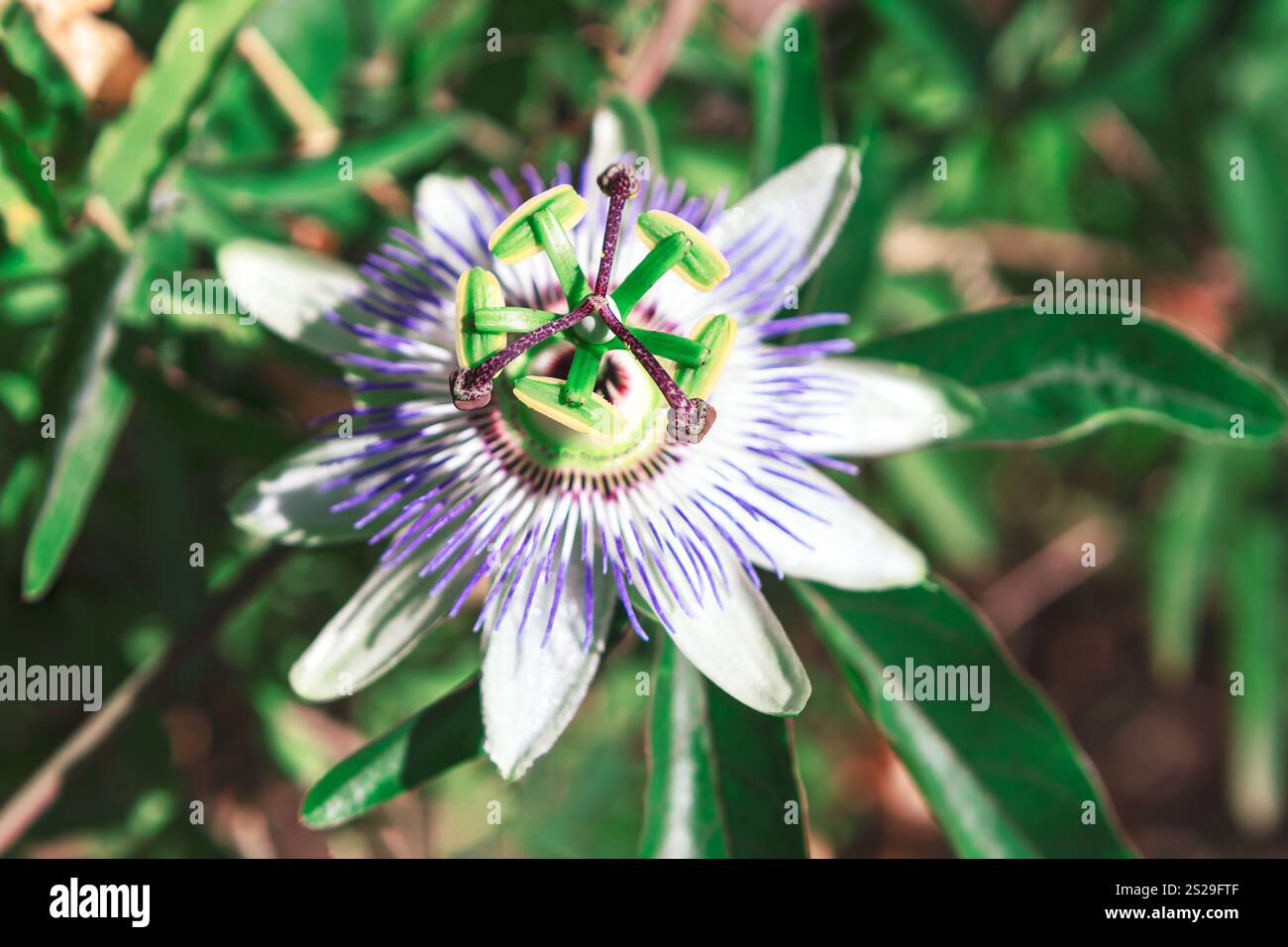 Passionflower (Passiflora) features intricate white petals, purple ...