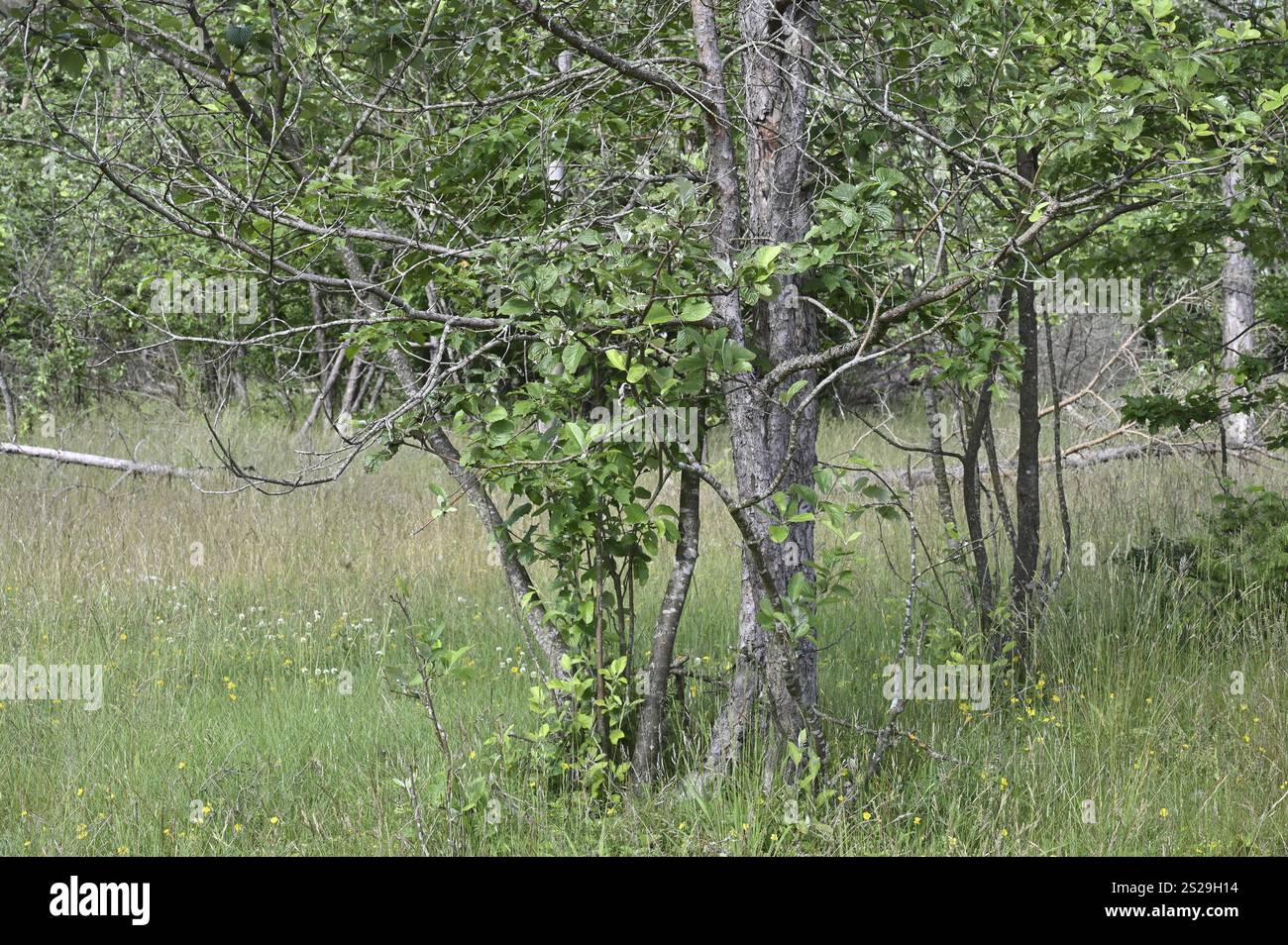 Newly sprouting rowan trees (Sorbus aria) next to pines (Pinus ...