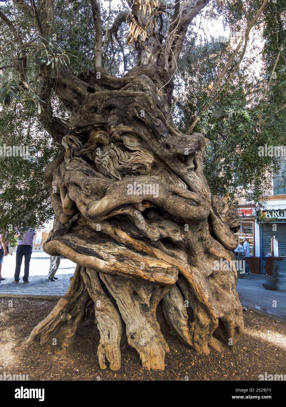 The trunk of a very old olive tree in Palma, Majorca, Spain Austria ...