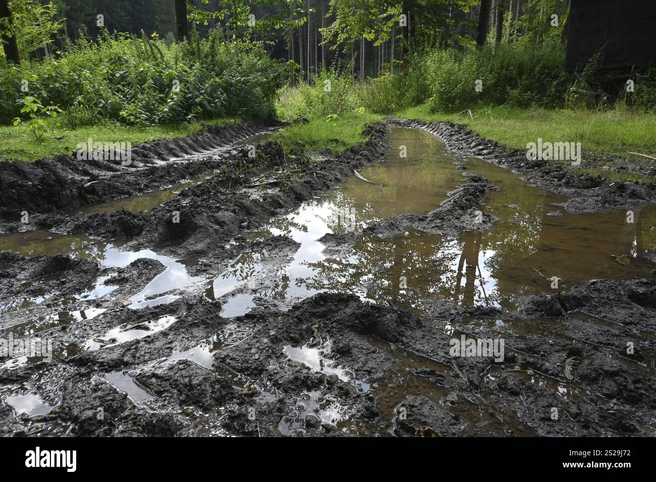 Harvest tracks in the forest, soil compaction, full harvester Stock ...