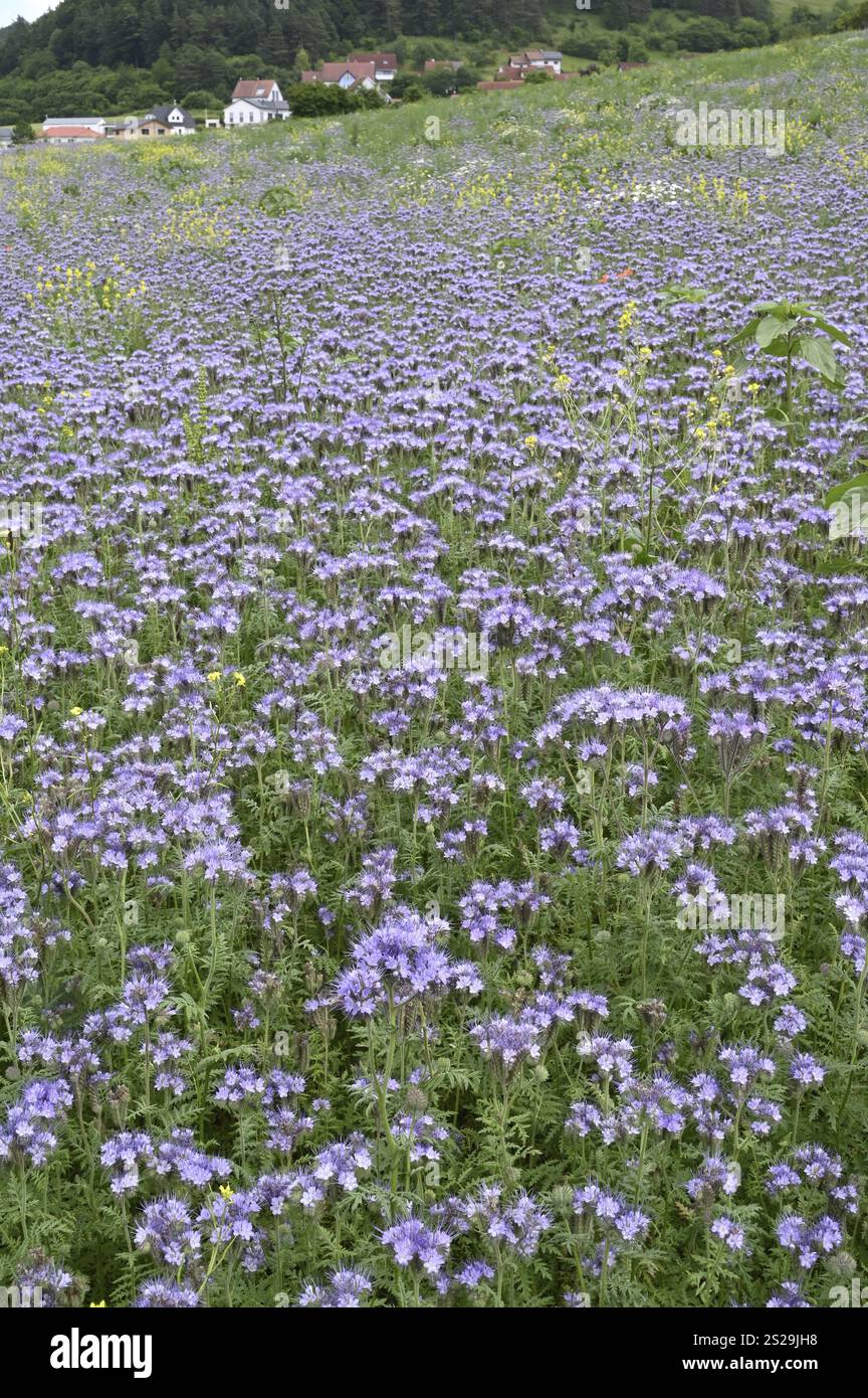 Bee pasture (Phacelia tanacetifolia), Phacelia, flower, bee pasture ...