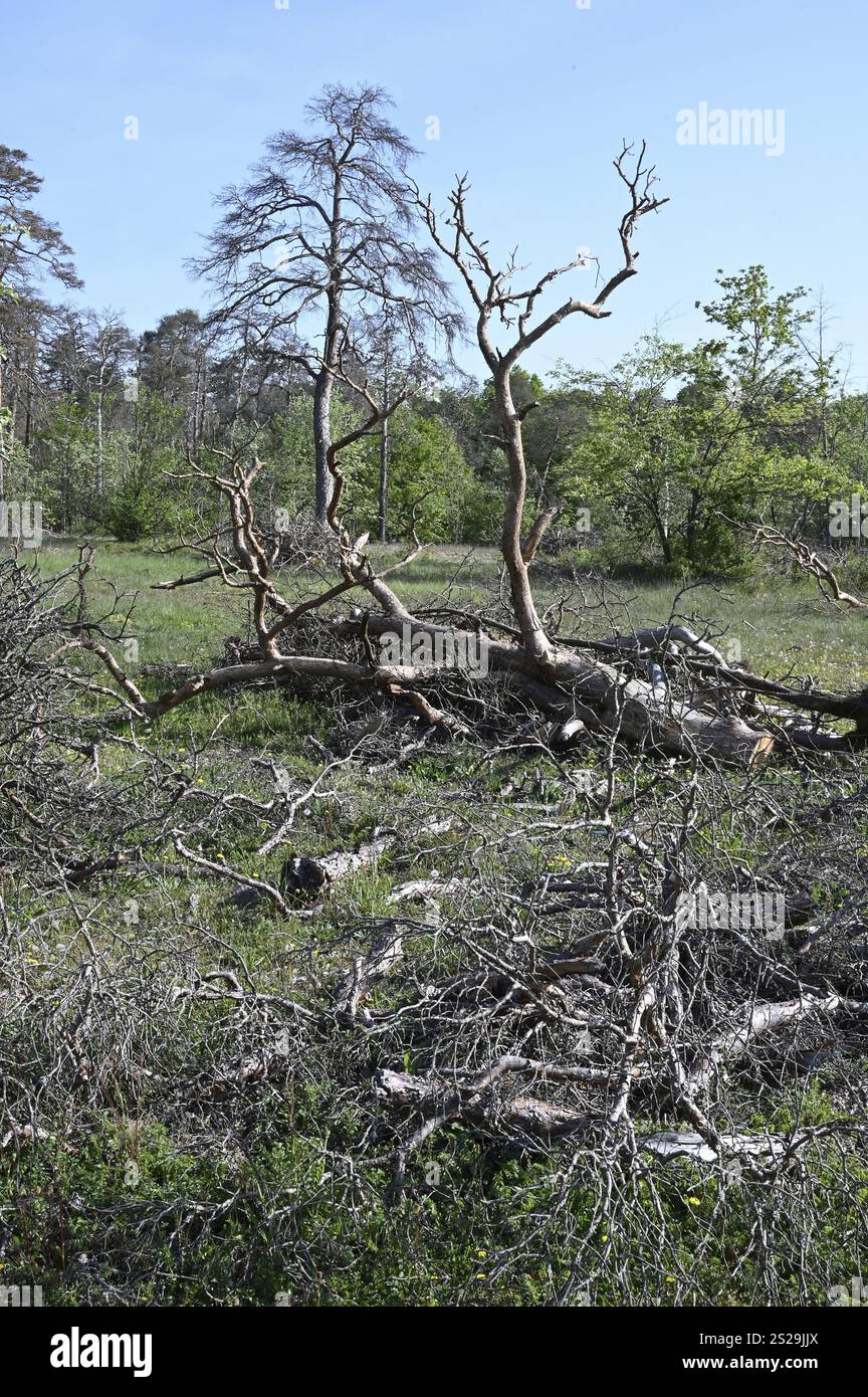 Dried trees, climate change, drought damage, Germany, Bavaria ...