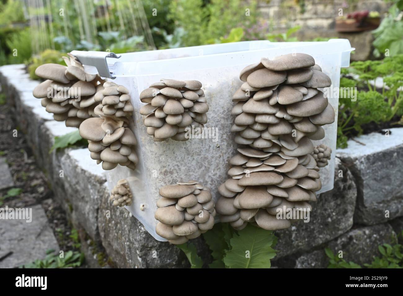 Oyster mushroom (Pleurotus ostreatus), cultivated mushroom, edible ...