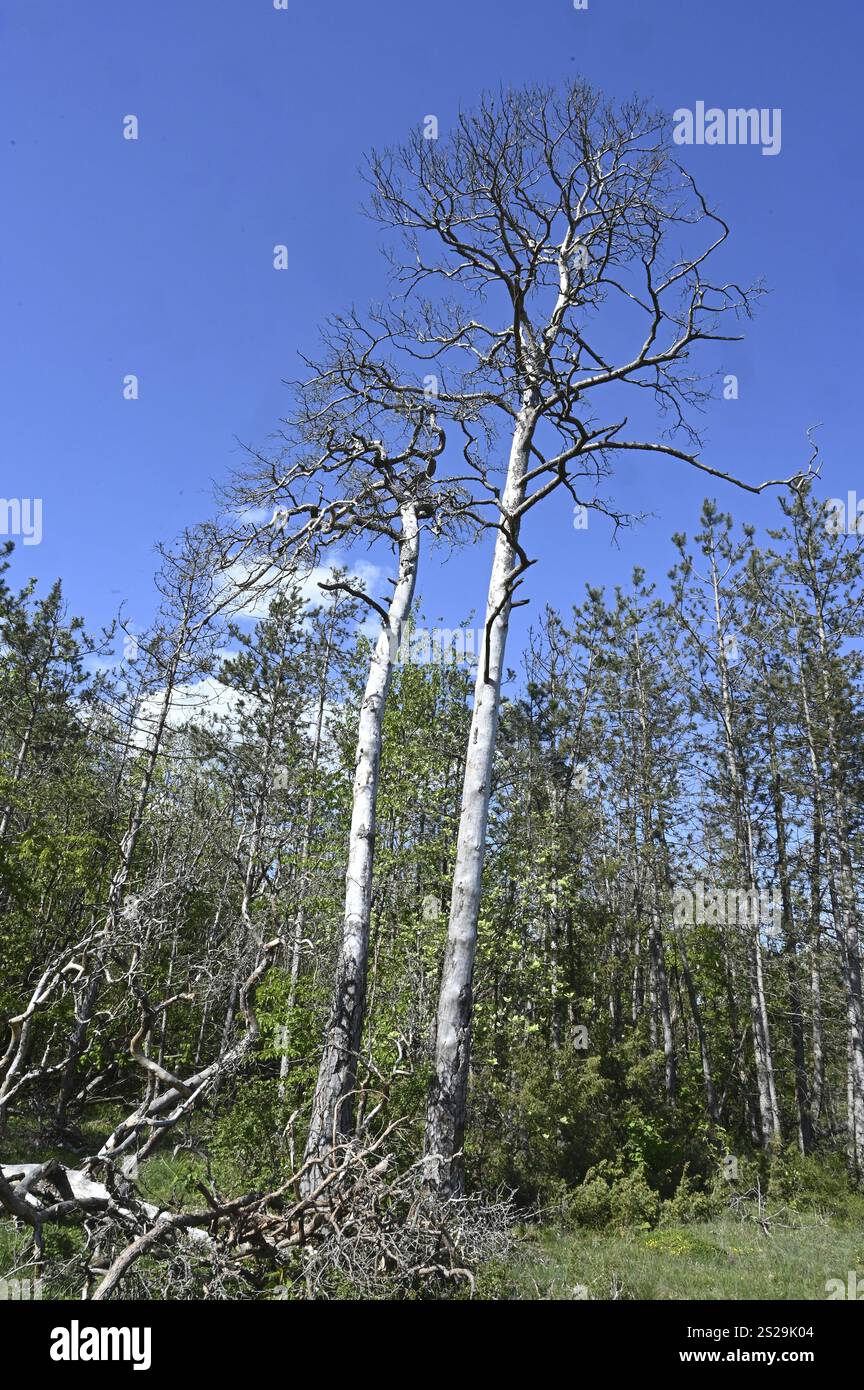 Dried trees, climate change, drought damage, Germany, Bavaria ...