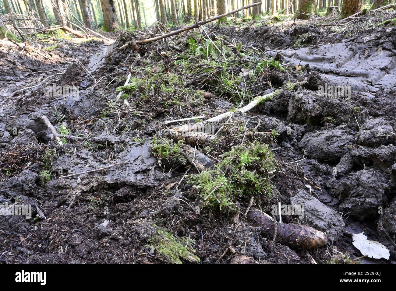 Harvest tracks in the forest, soil compaction, full harvester Stock ...