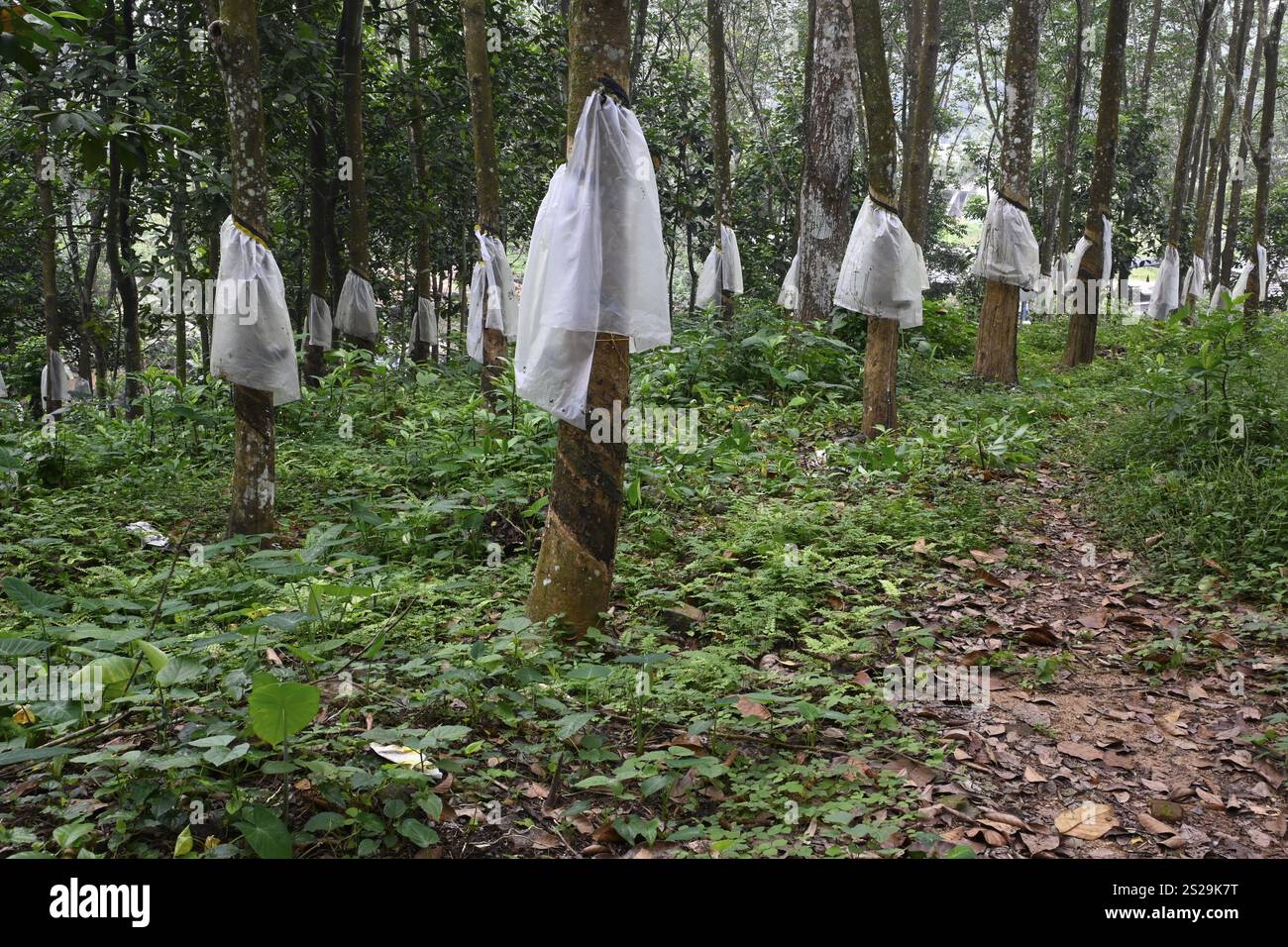 Rubber tree, Para rubber tree (Hevea brasiliensis), harvest, India ...