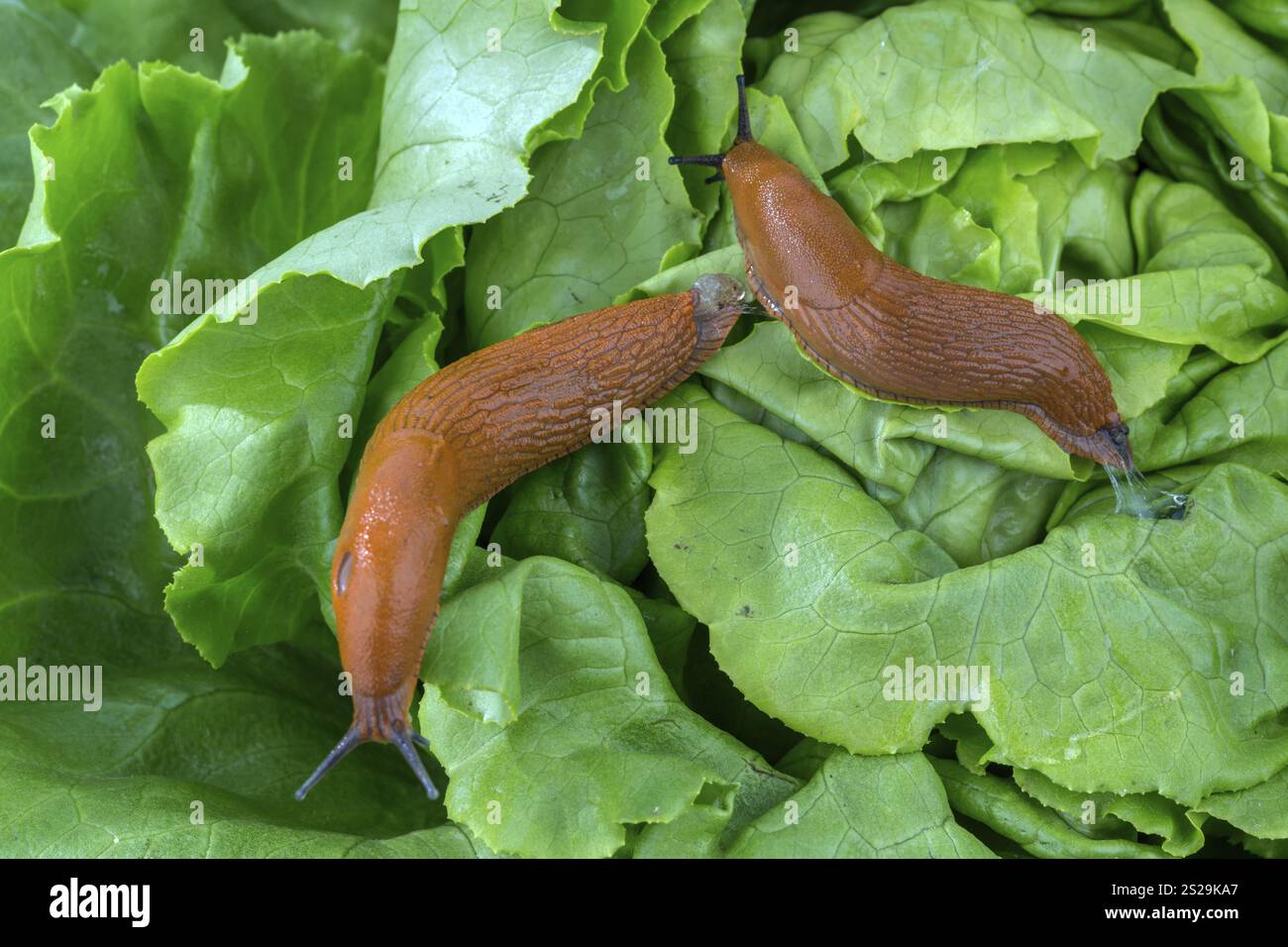 A slug in the garden eats a lettuce leaf. Snail plague in the garden ...