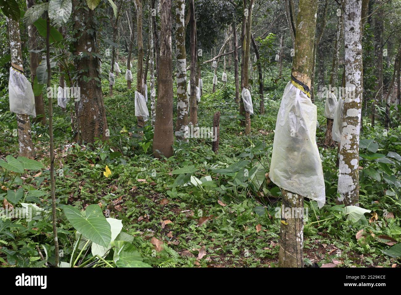 Rubber tree, Para rubber tree (Hevea brasiliensis), harvest, India ...