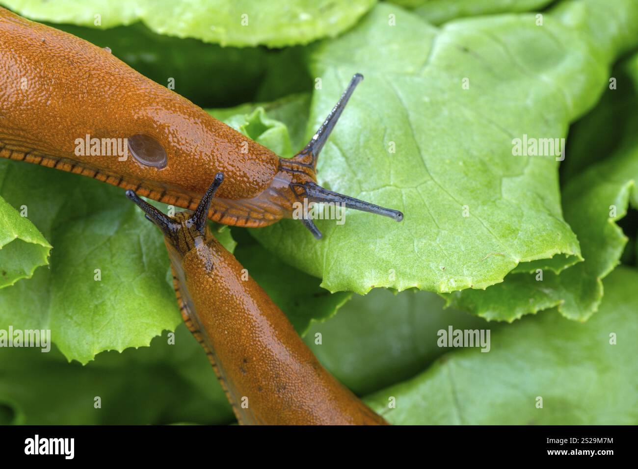 A slug in the garden eats a lettuce leaf. Snail plague in the garden ...