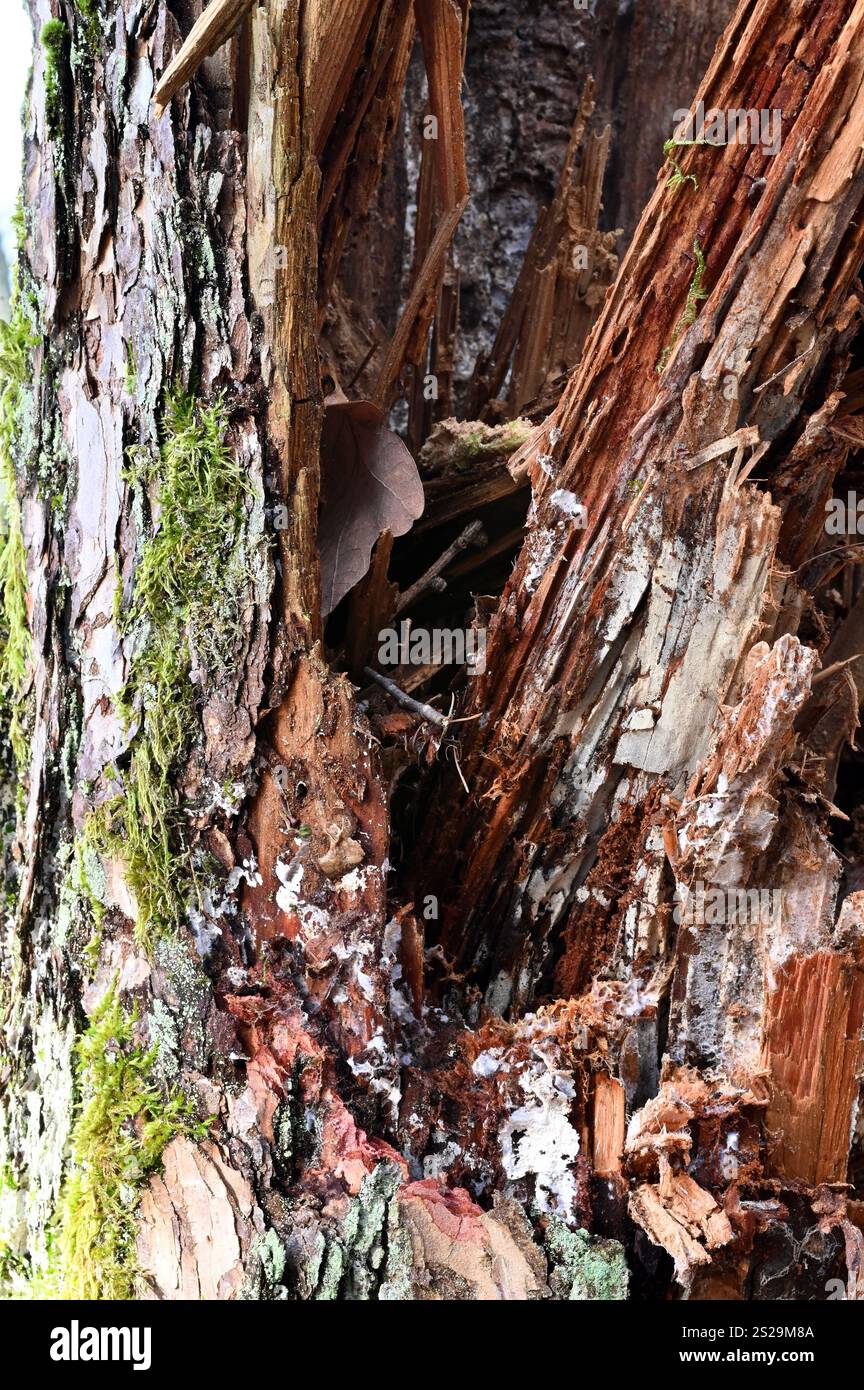 Fungal mycelium decomposes a pine tree (Pinus sylvestris Stock Photo ...