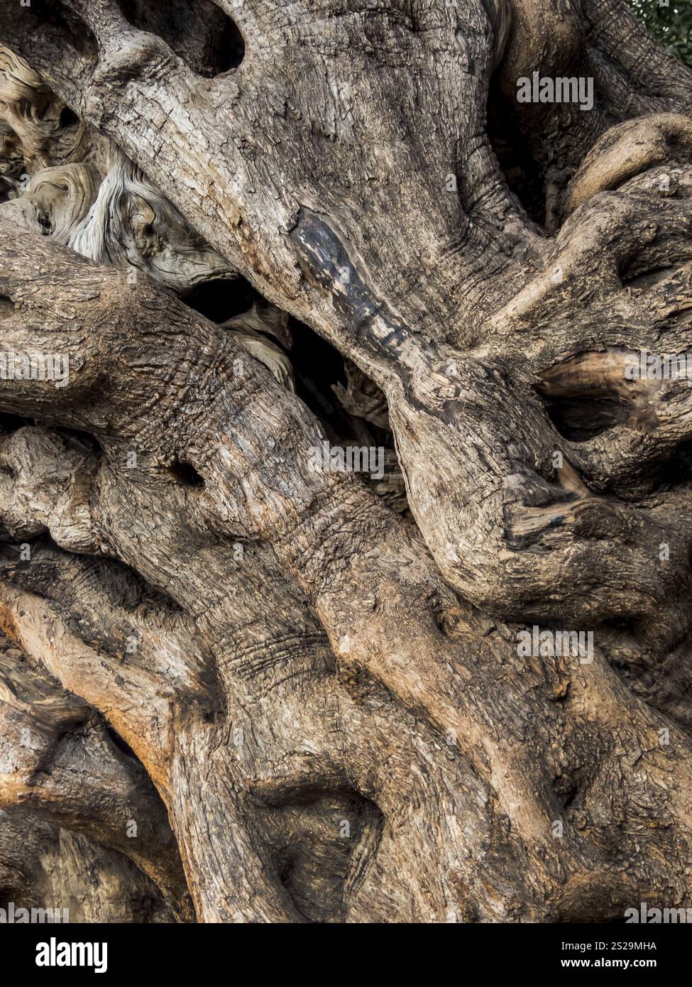 The trunk of a very old olive tree in Palma, Majorca, Spain Austria ...