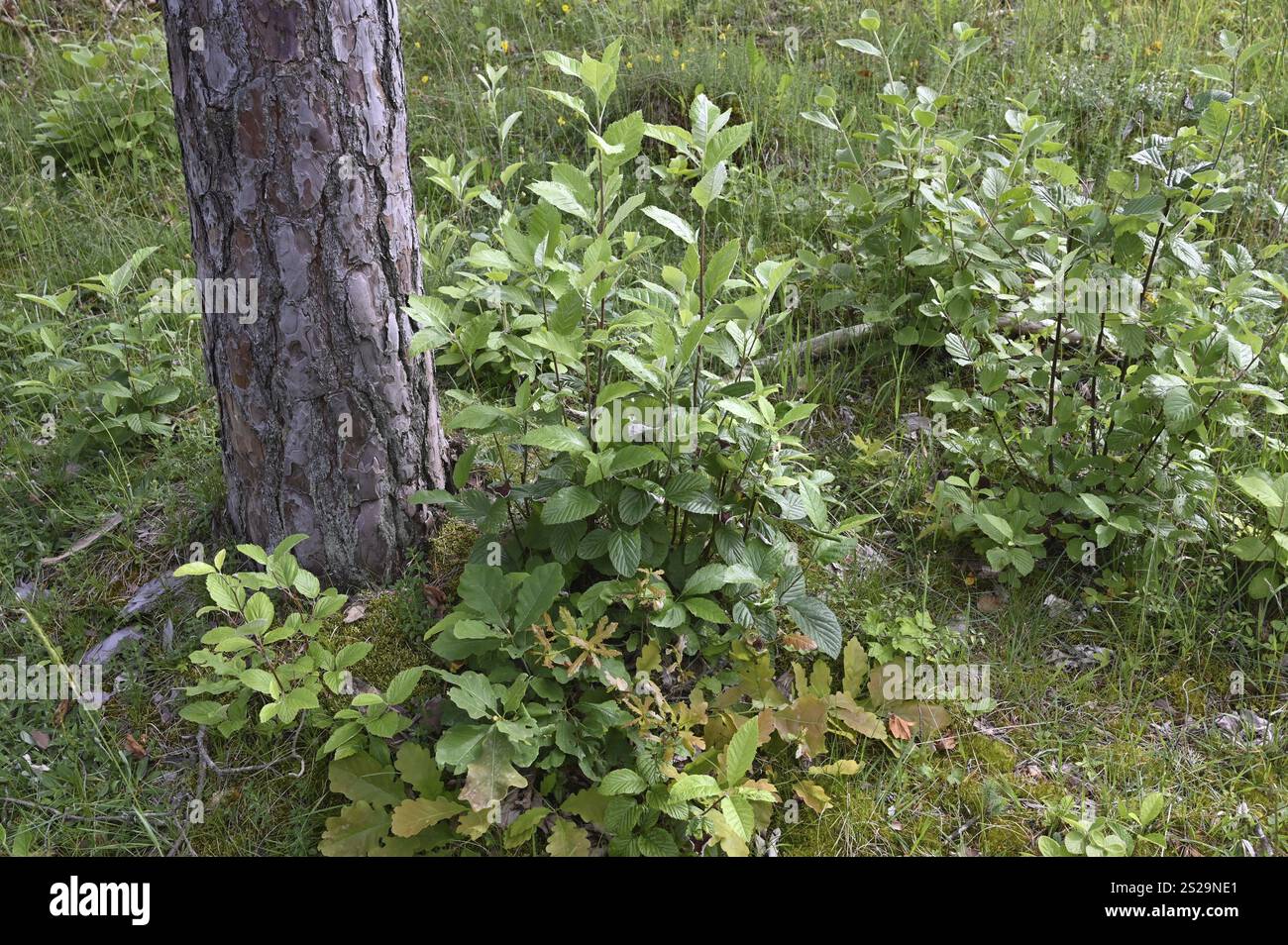 Newly sprouting rowan trees (Sorbus aria) next to pines (Pinus ...