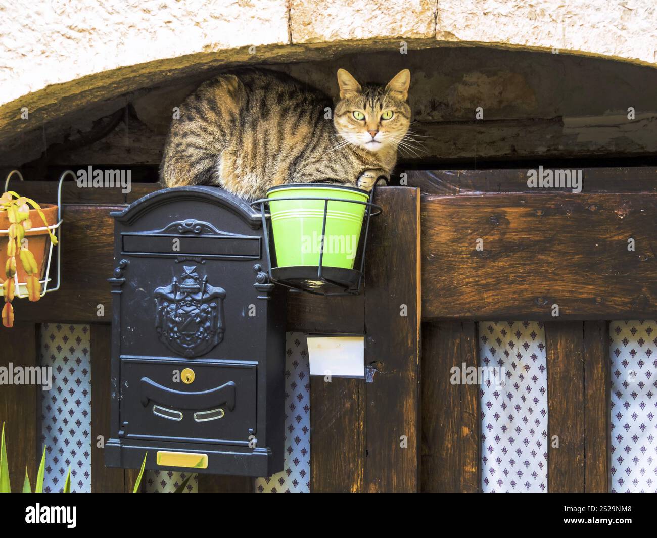Striped cat sits waiting on a letterbox Stock Photo - Alamy