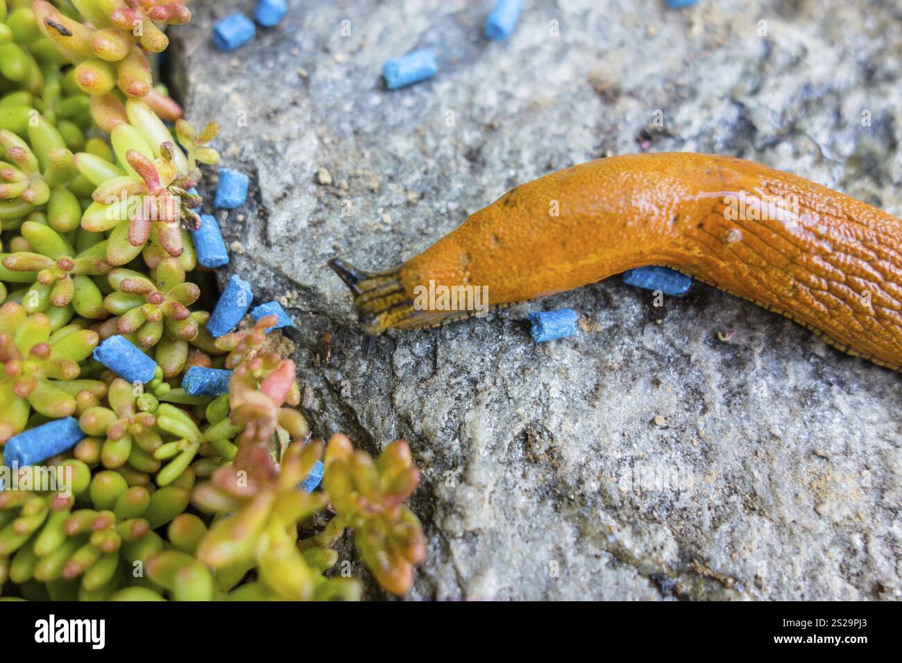 A slug in the garden is combated with slug pellets. Remedy against slug ...